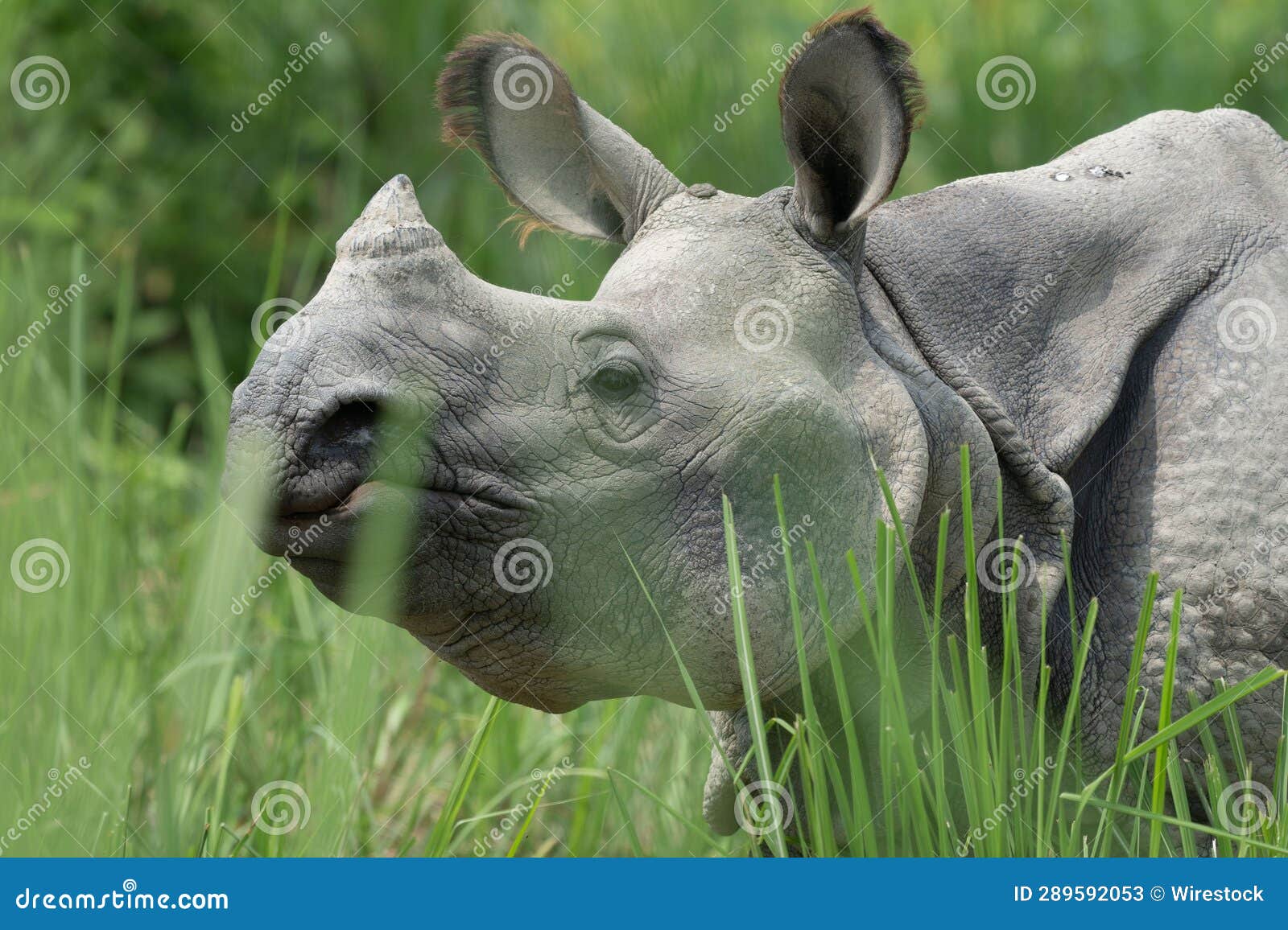 Closeup of a Rhino Standing on Green Grass Stock Image - Image of ...