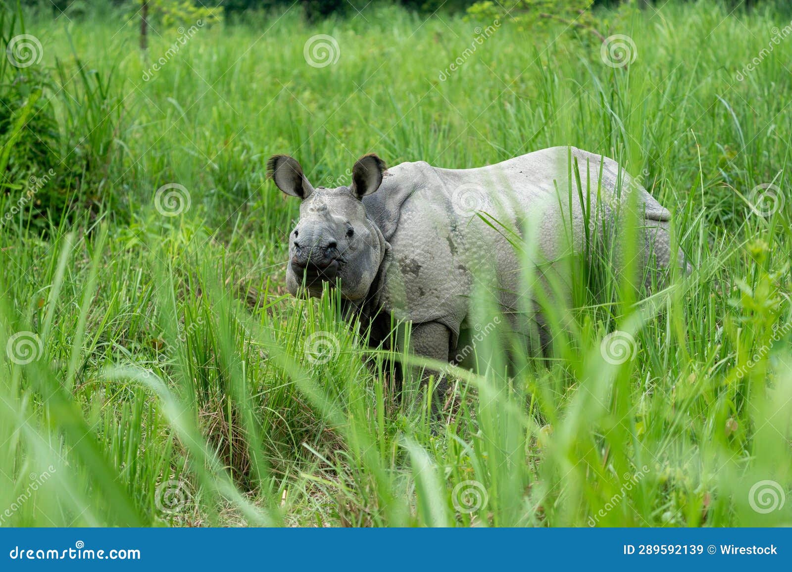 Closeup of a Rhino Standing on Green Grass Stock Image - Image of giant ...