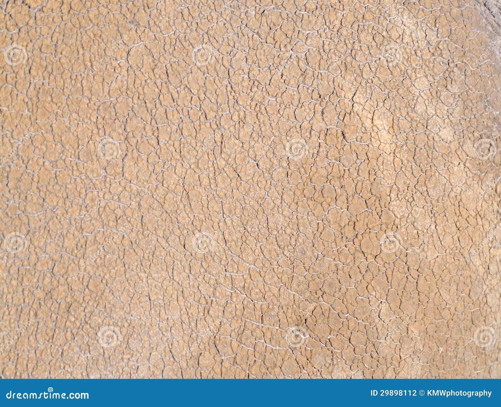 Rhino skin texture stock photo. Image of background, wildlife - 29898112