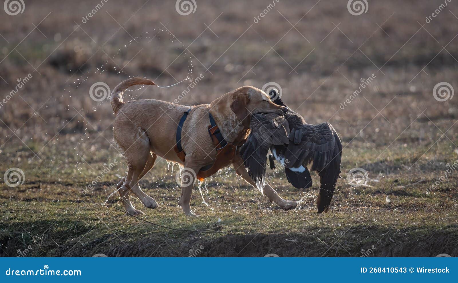 Closeup of a Rhodesian Ridgeback Holding an Eagle in Its Mouth in a ...
