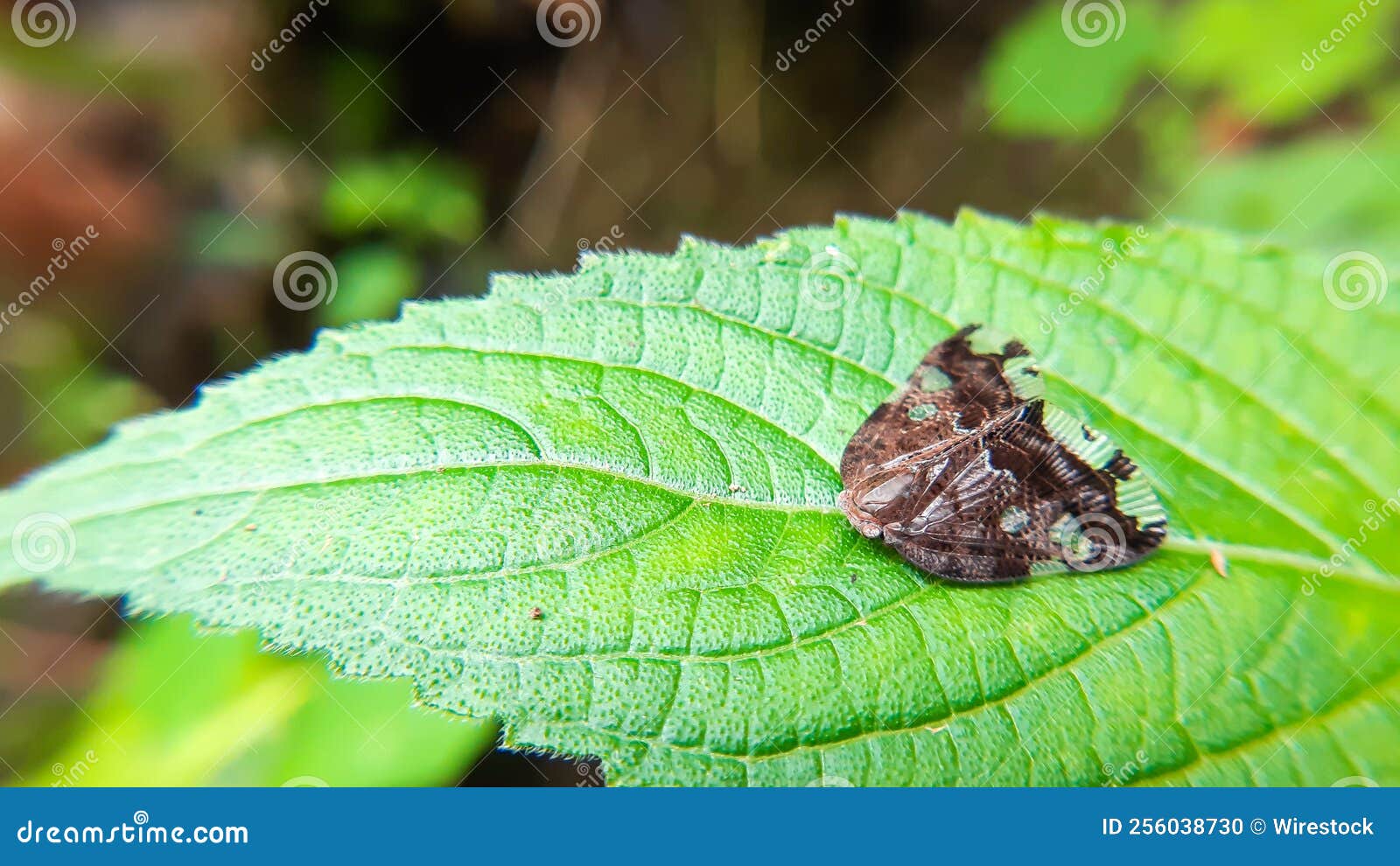 Closeup of a Ricania Speculum, Black Planthopper on a Leaf. Stock Photo ...