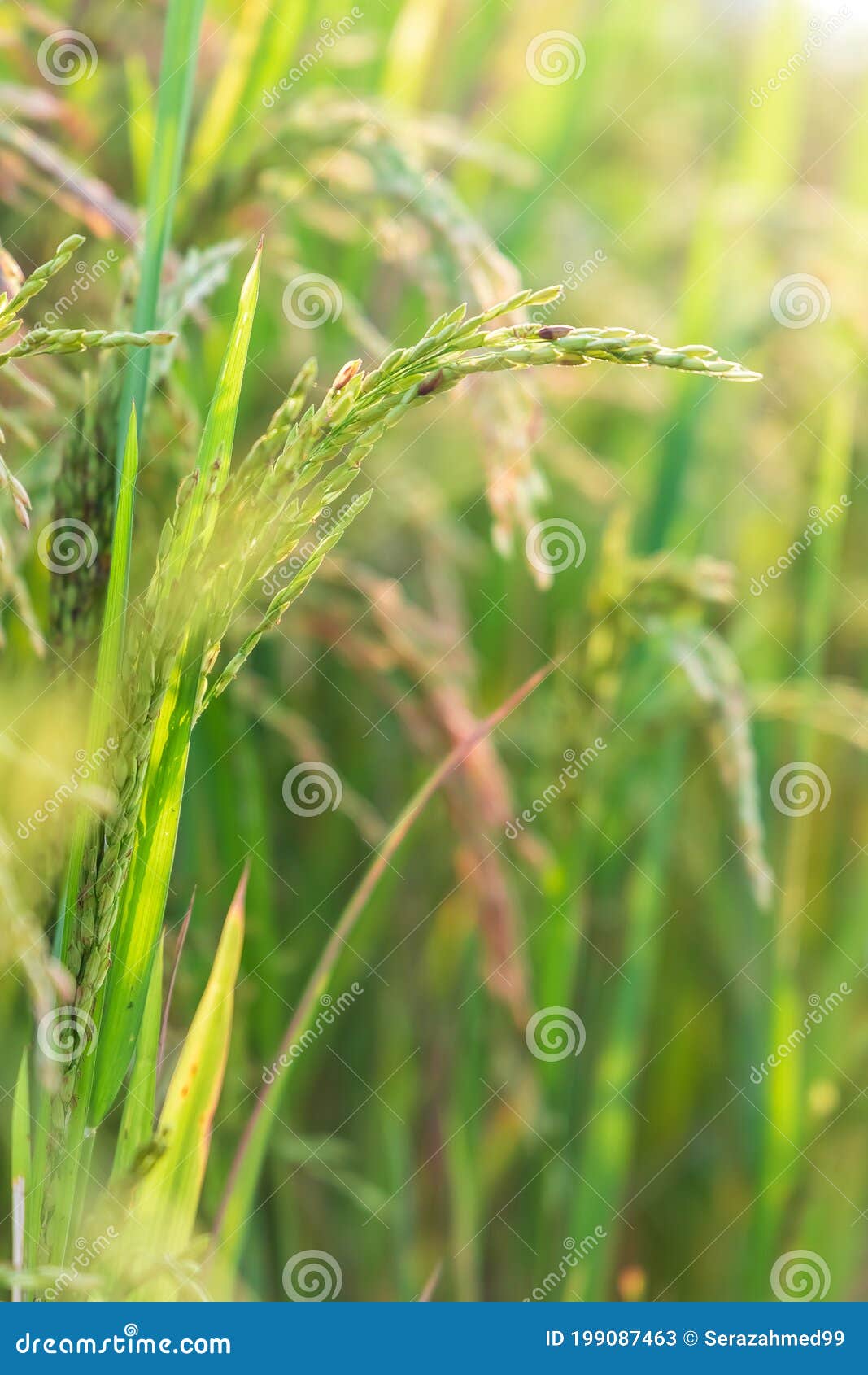Closeup of Rice Crops Ready for Harvest in the Field Stock Image ...
