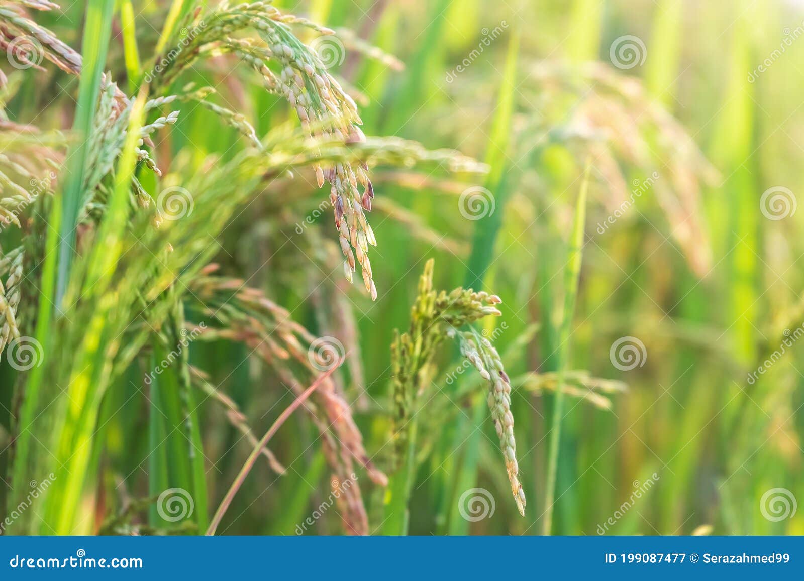 Closeup of Rice Crops Ready for Harvest in the Field Stock Image ...