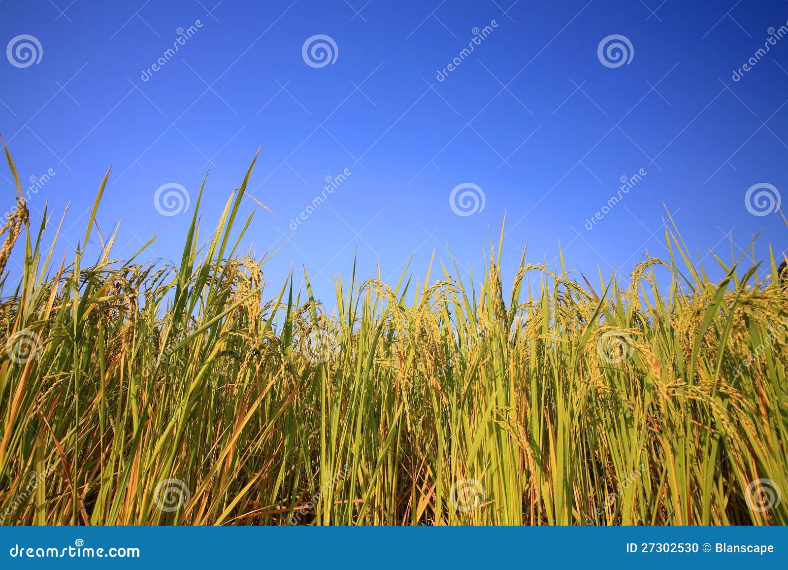 Closeup Rice Ear on Plantation Stock Photo - Image of agriculture, crop ...