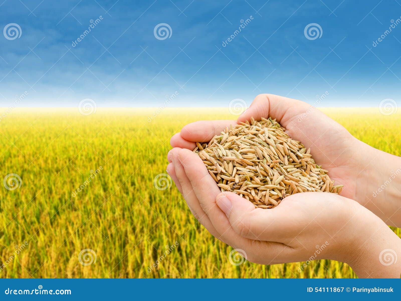 Closeup Of Rice Paddy In Rice Fields And Rice Plantation In China ...