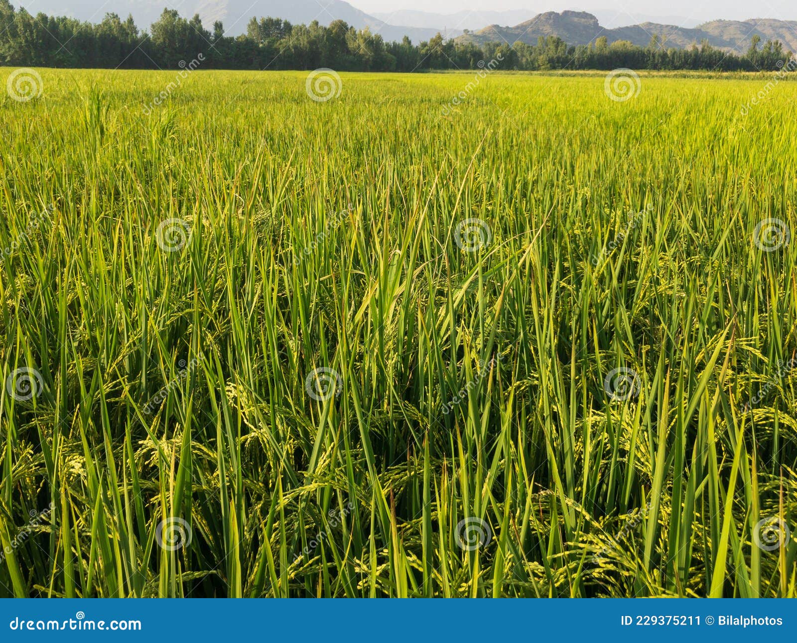 Closeup of a Rice Fields in the Village at Swat Valley Stock Image ...