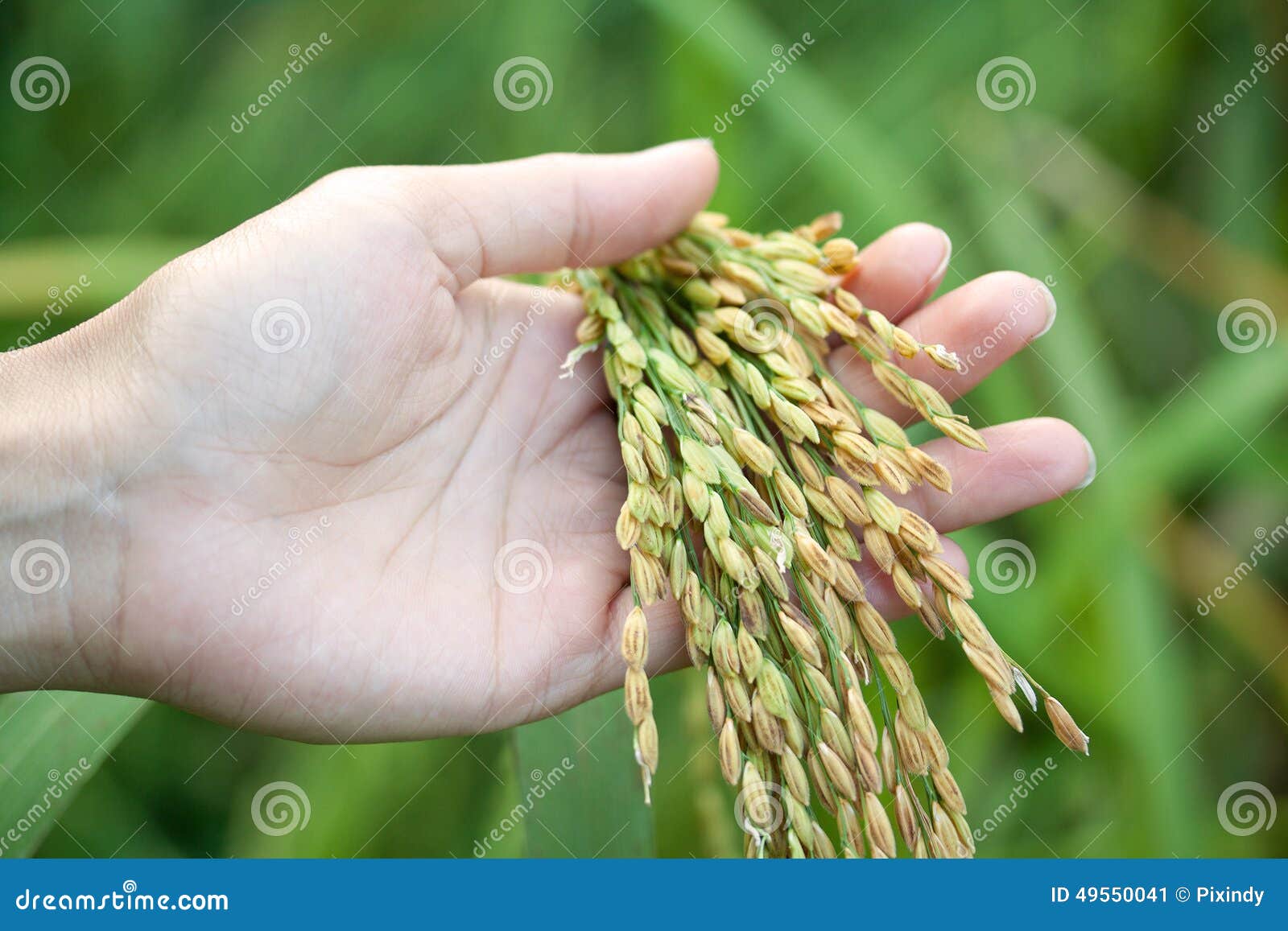 Closeup rice stock image. Image of agricultural, green - 49550041