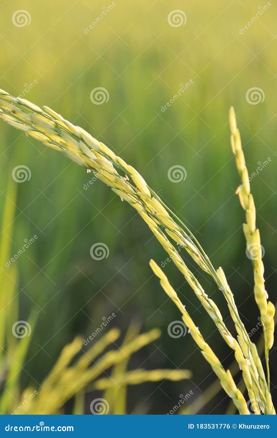 Closeup of rice plant stock photo. Image of asian, food - 183531776