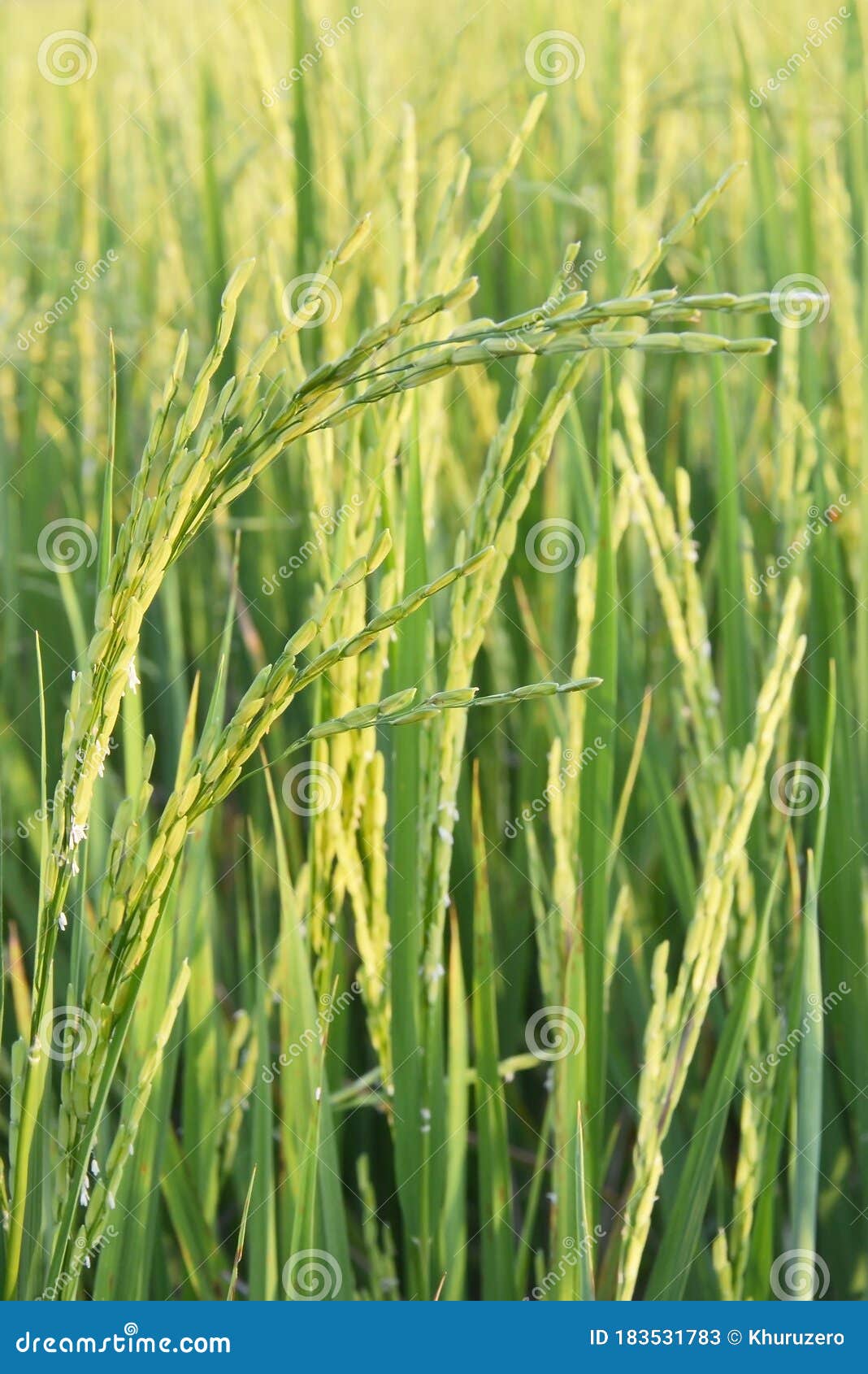 Closeup of rice plant stock image. Image of nature, china - 183531783