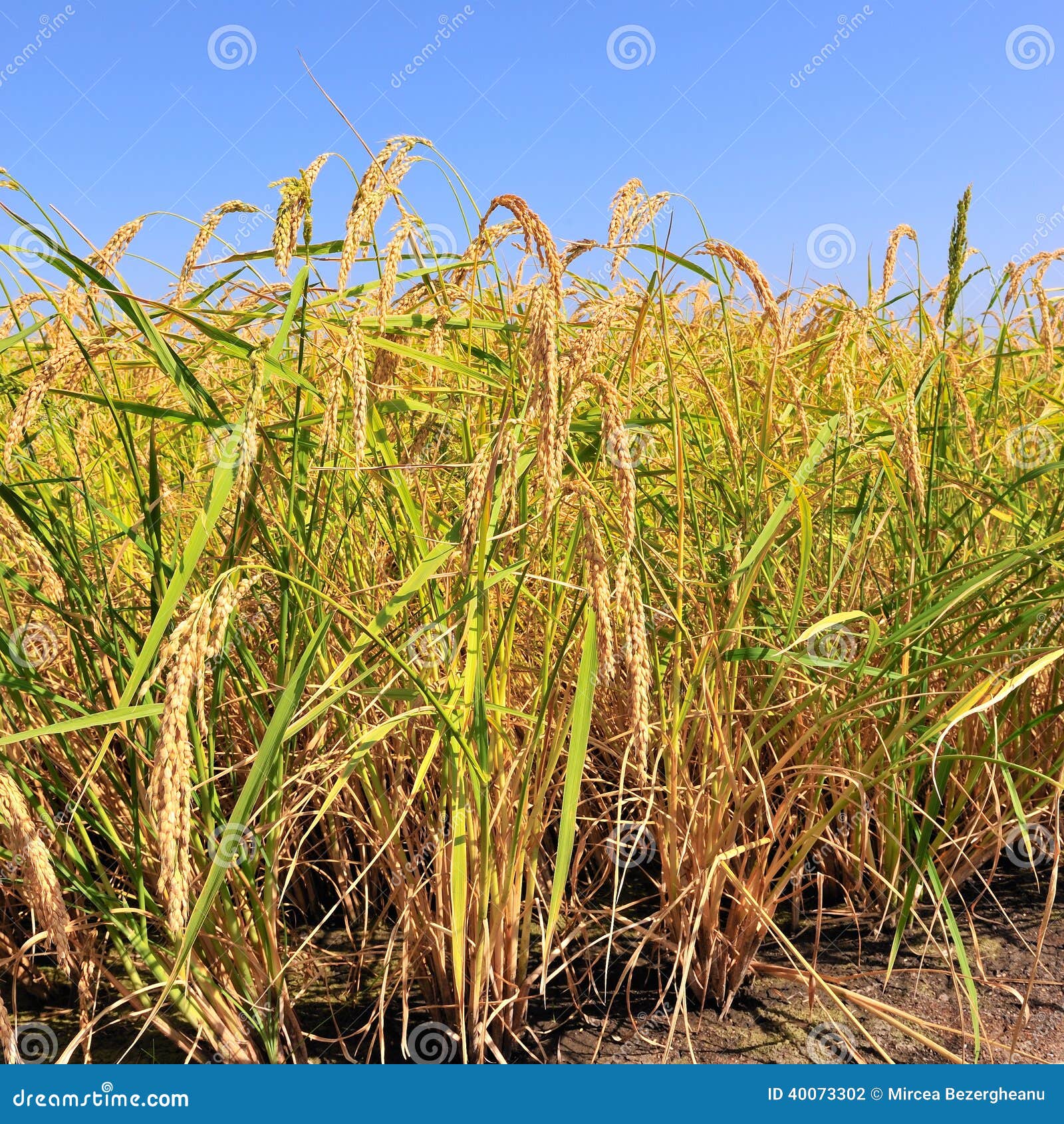 Closeup of Rice on Plantation Stock Photo - Image of economy, close ...