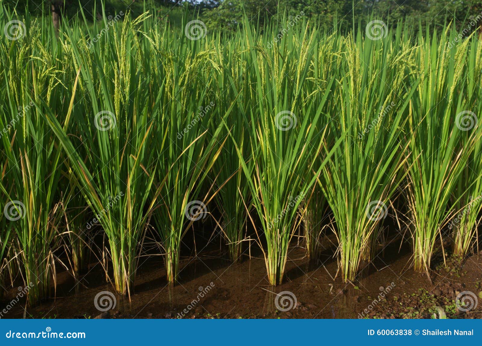Closeup of a rice plants stock photo. Image of plants - 60063838