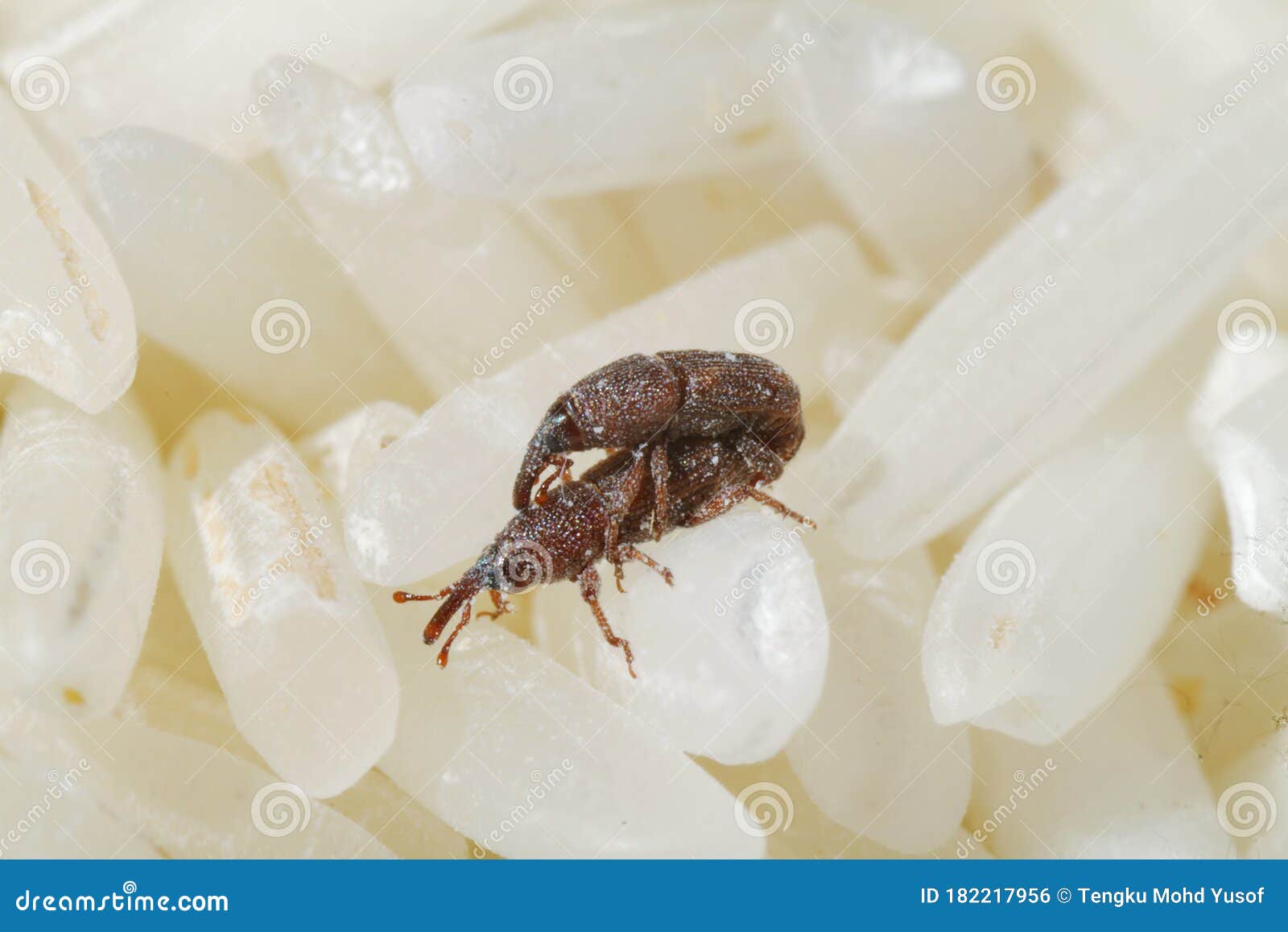 Rice weevils mating. stock photo. Image of infestation - 182217956