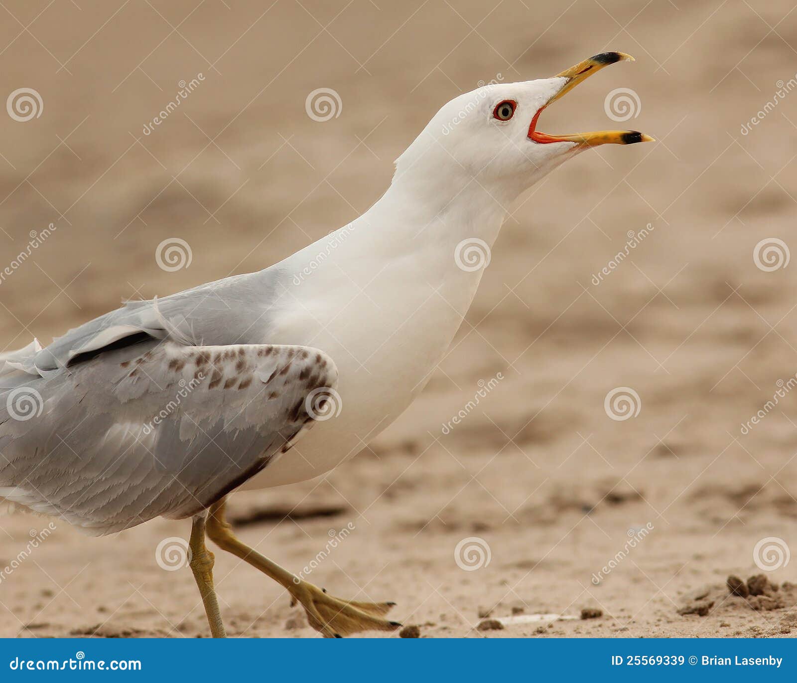 Closeup of Ring-billed Gull Calling Stock Image - Image of billed ...