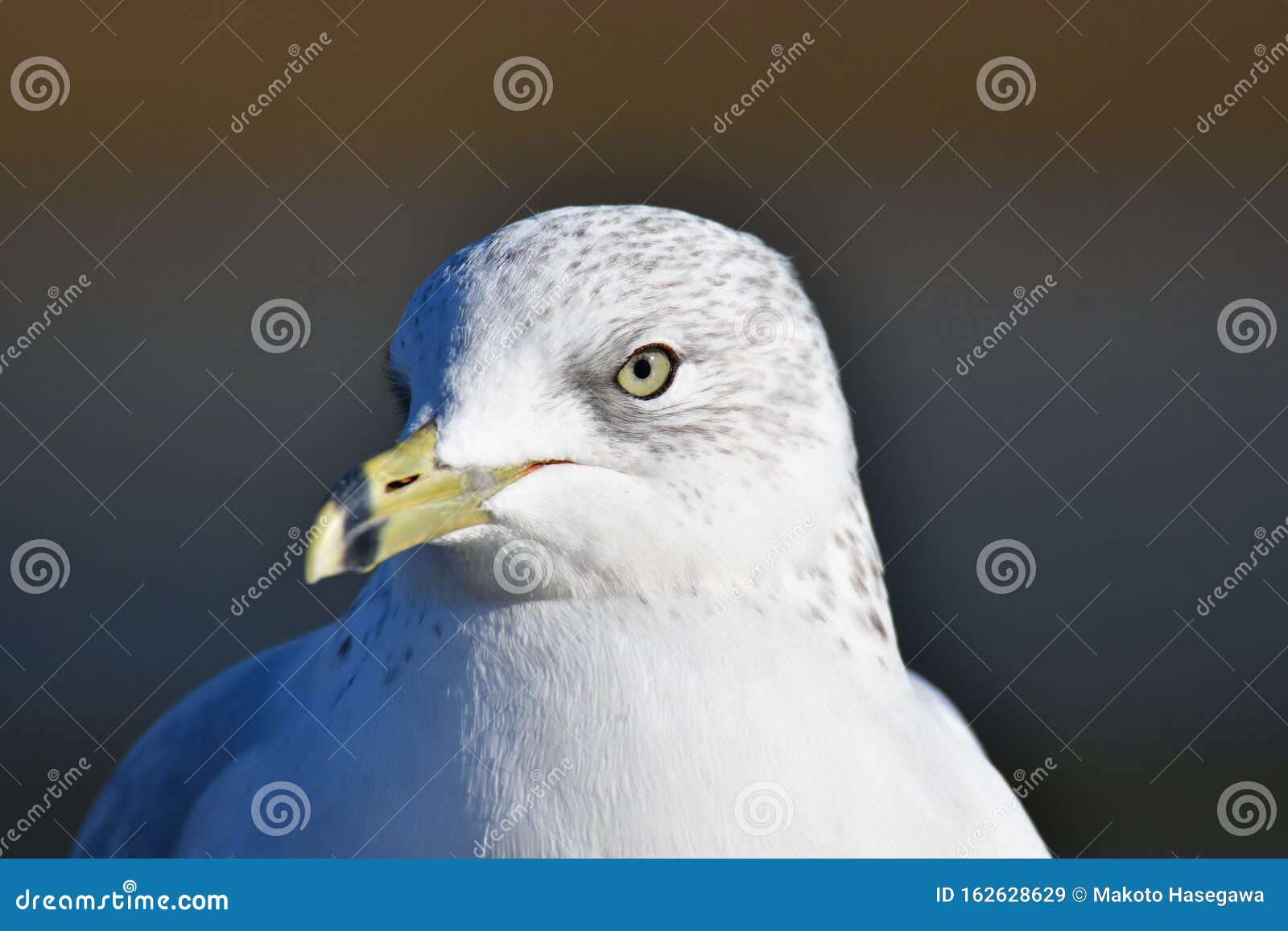 A Closeup of a Ring-billed Gull`s Face . Stock Image - Image of nature ...