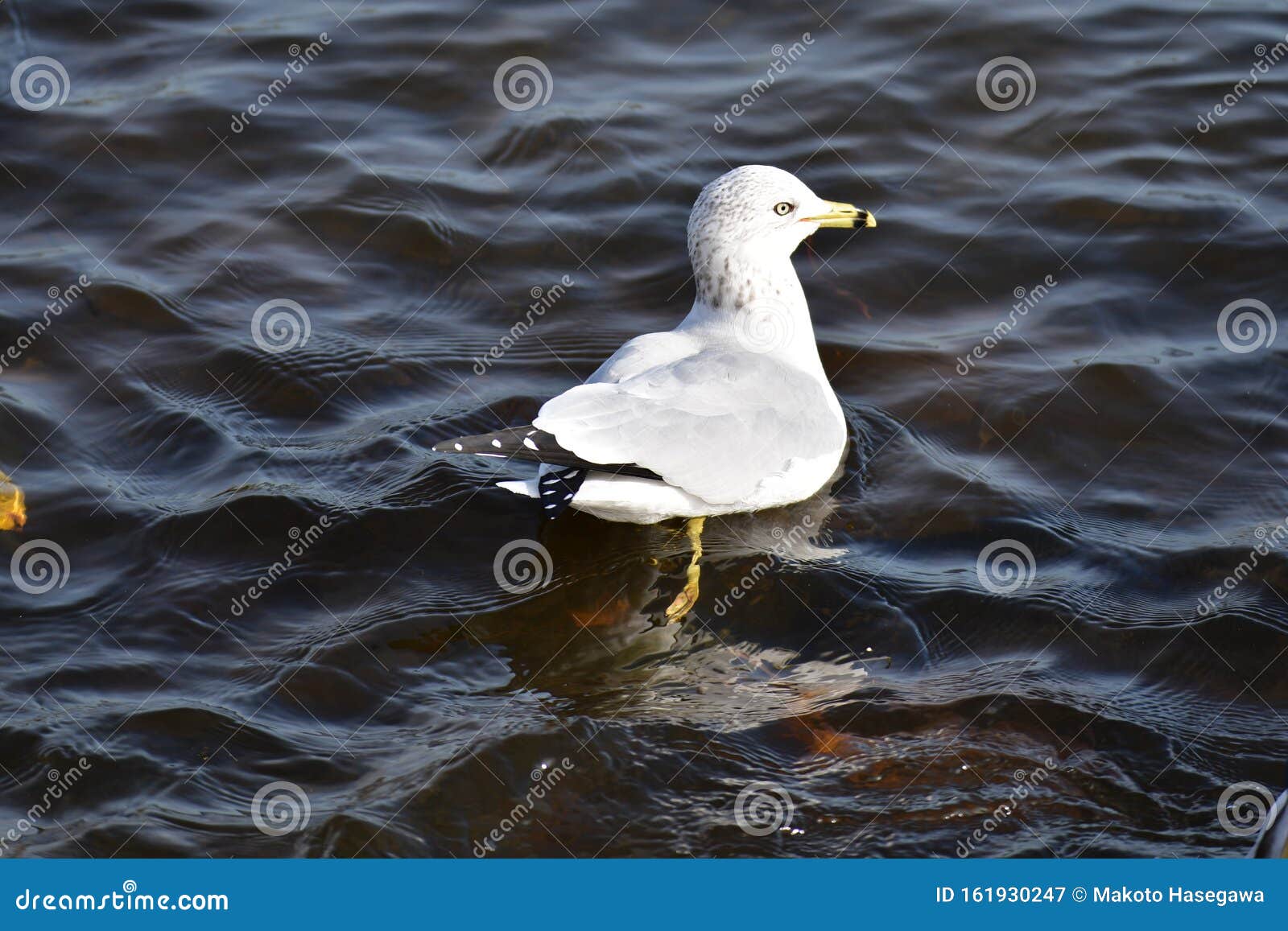 A Closeup of a Ring-billed Gull Swimming in the Lake. Stock Image ...
