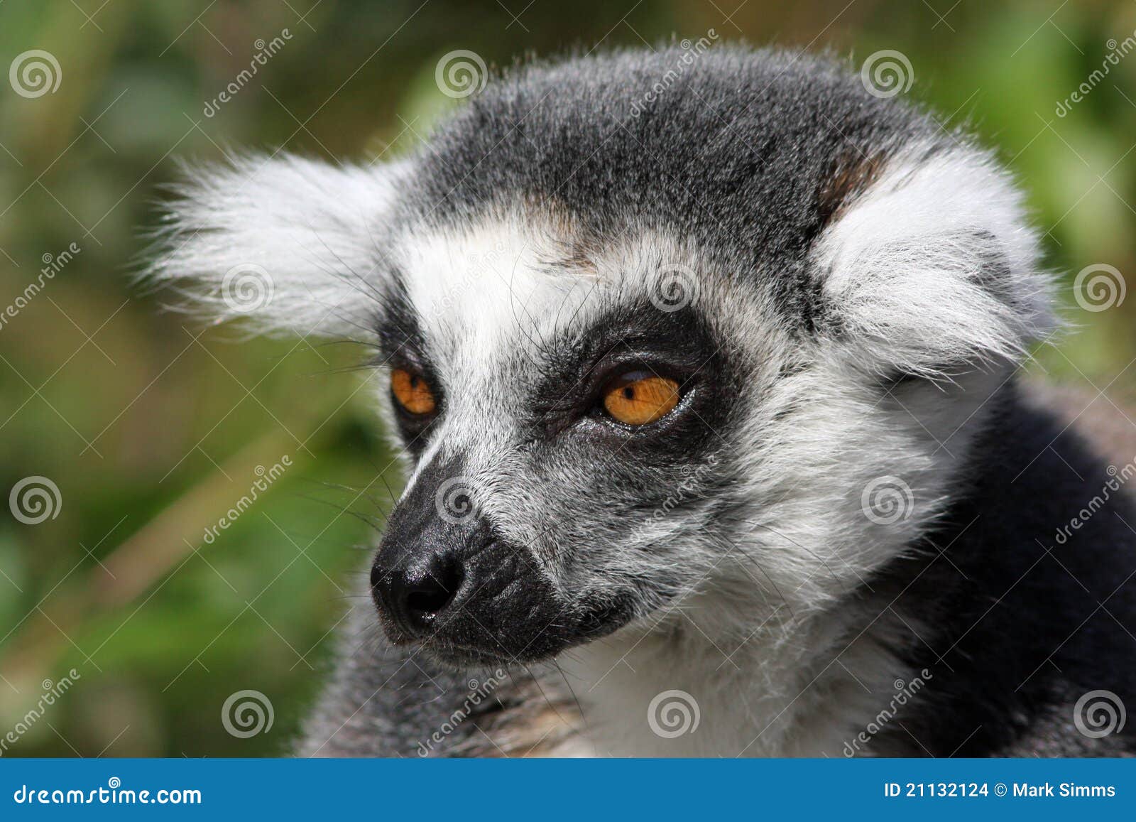 Closeup of a Ring-tailed Lemeur Stock Photo - Image of british, close ...