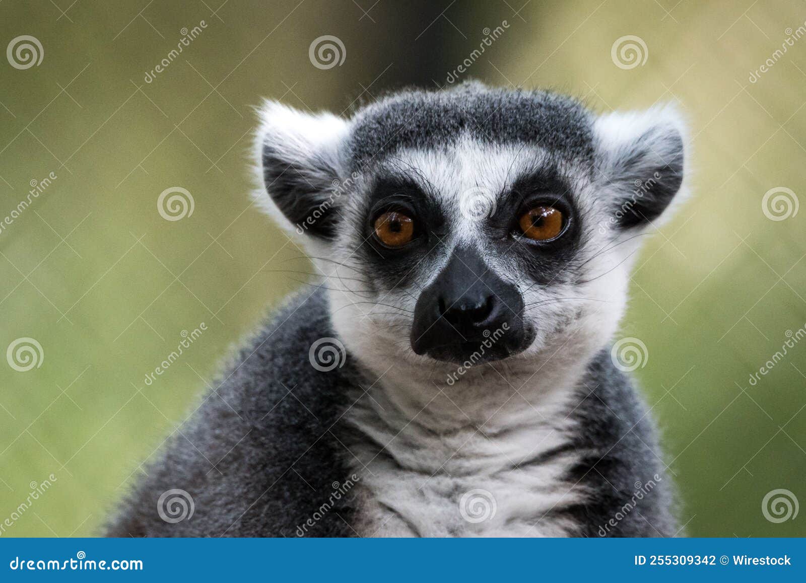 Closeup of Ring-tailed Lemur Staring at the Camera Stock Photo - Image ...
