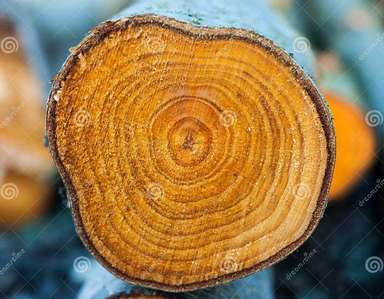 Closeup Rings of Chopped Tree Trunk Stock Photo - Image of bark, circle ...