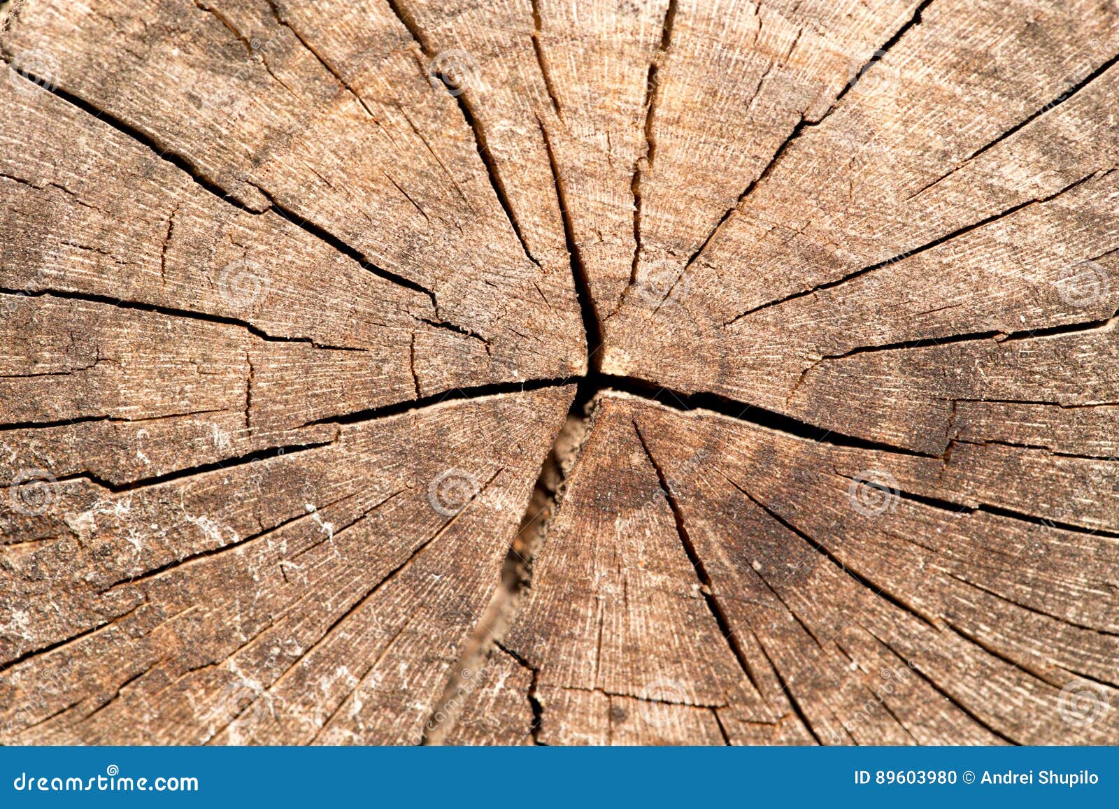 Closeup of the Rings of a Newly Cut Tree Stock Photo - Image of flat ...