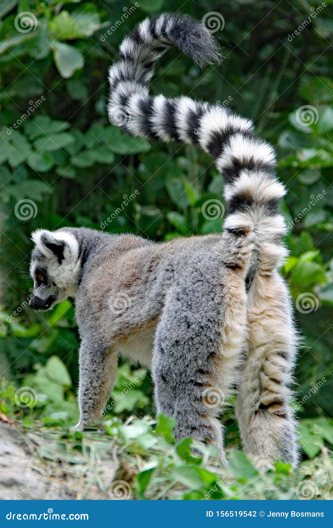 Monkey Backside Stock Photos - Free & Royalty-Free Stock Photos from ...