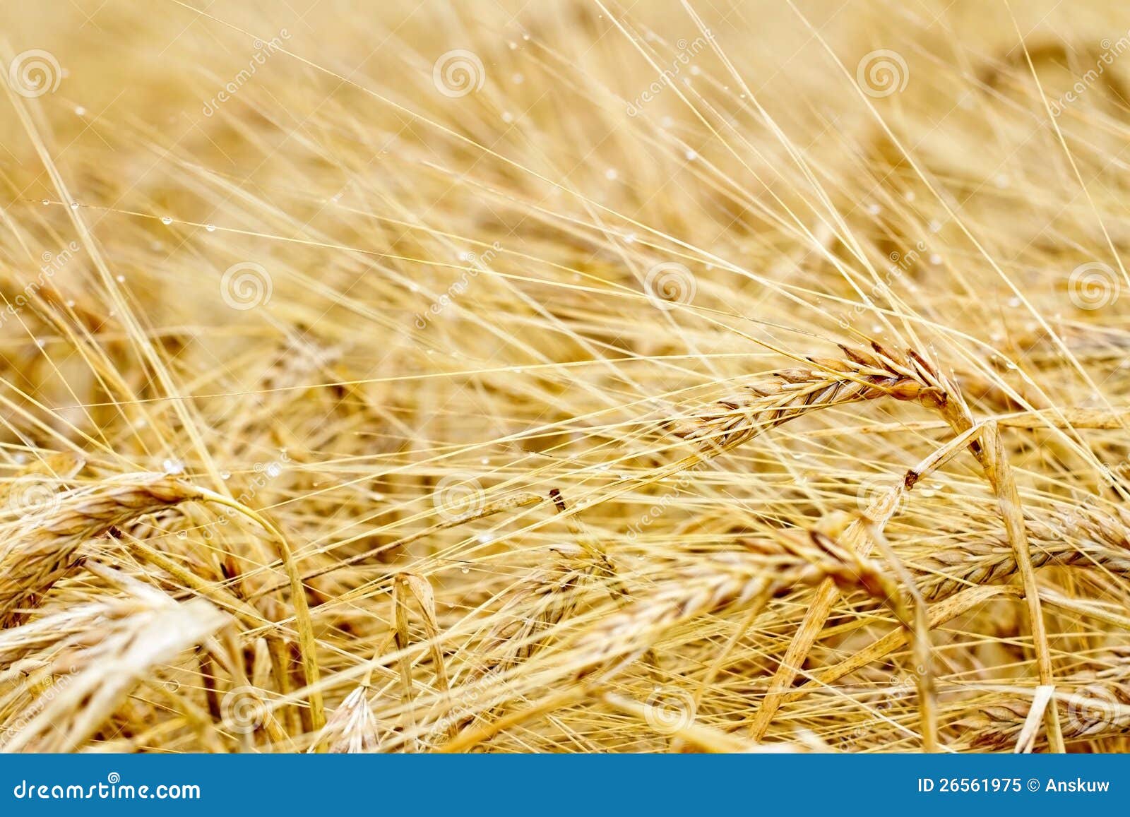 Closeup of ripe barley stock image. Image of bread, gold - 26561975