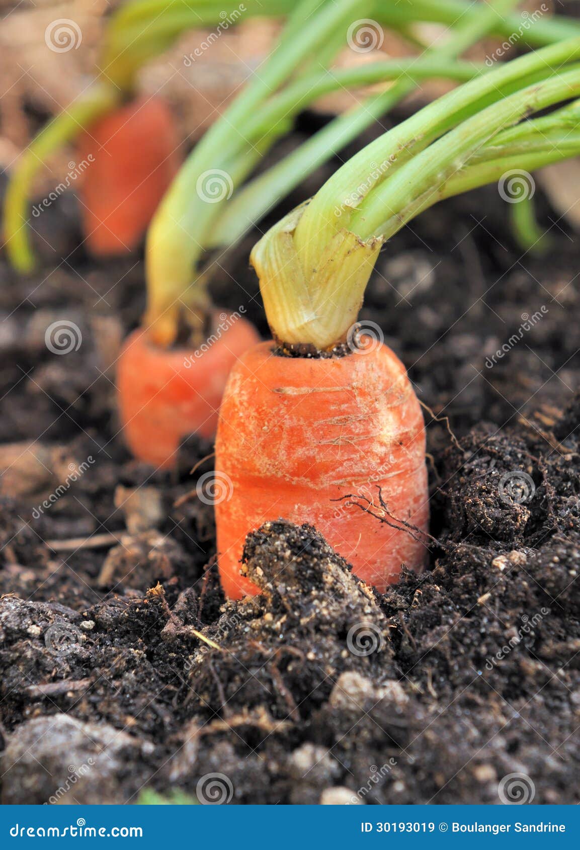 Carrots in Vegetable Garden Stock Image - Image of cultivation, organic ...