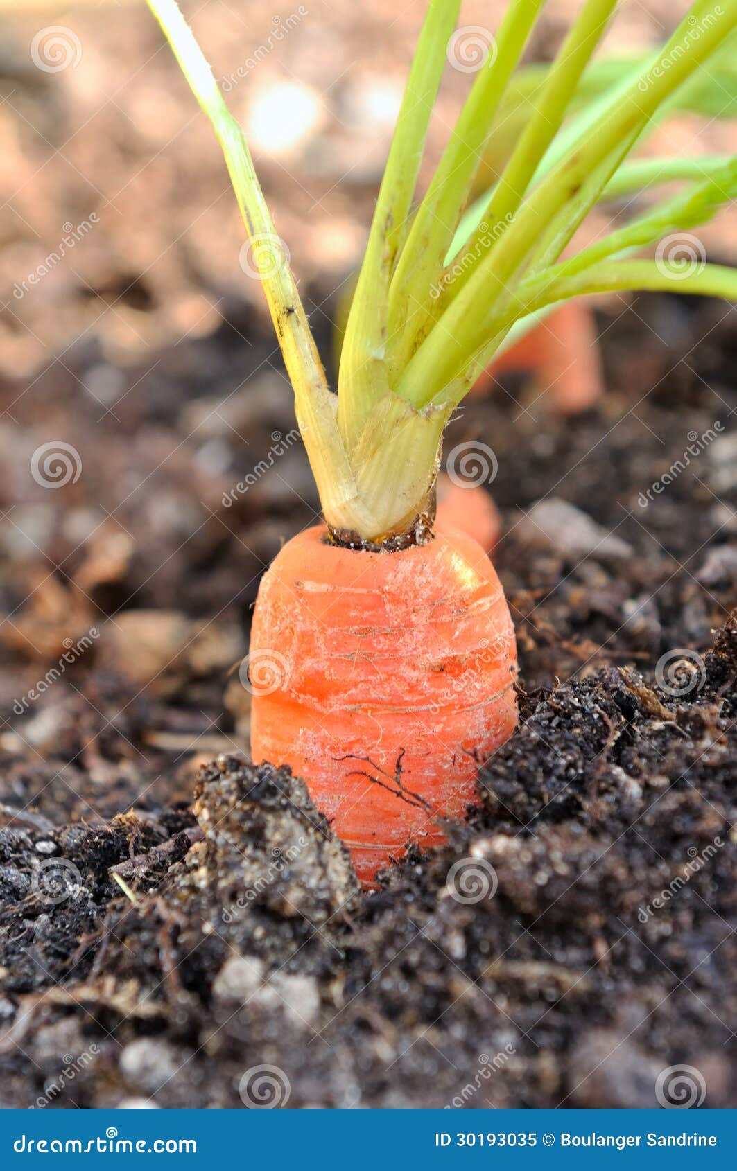Carrots in Vegetable Garden Stock Image - Image of gardening, ripe ...