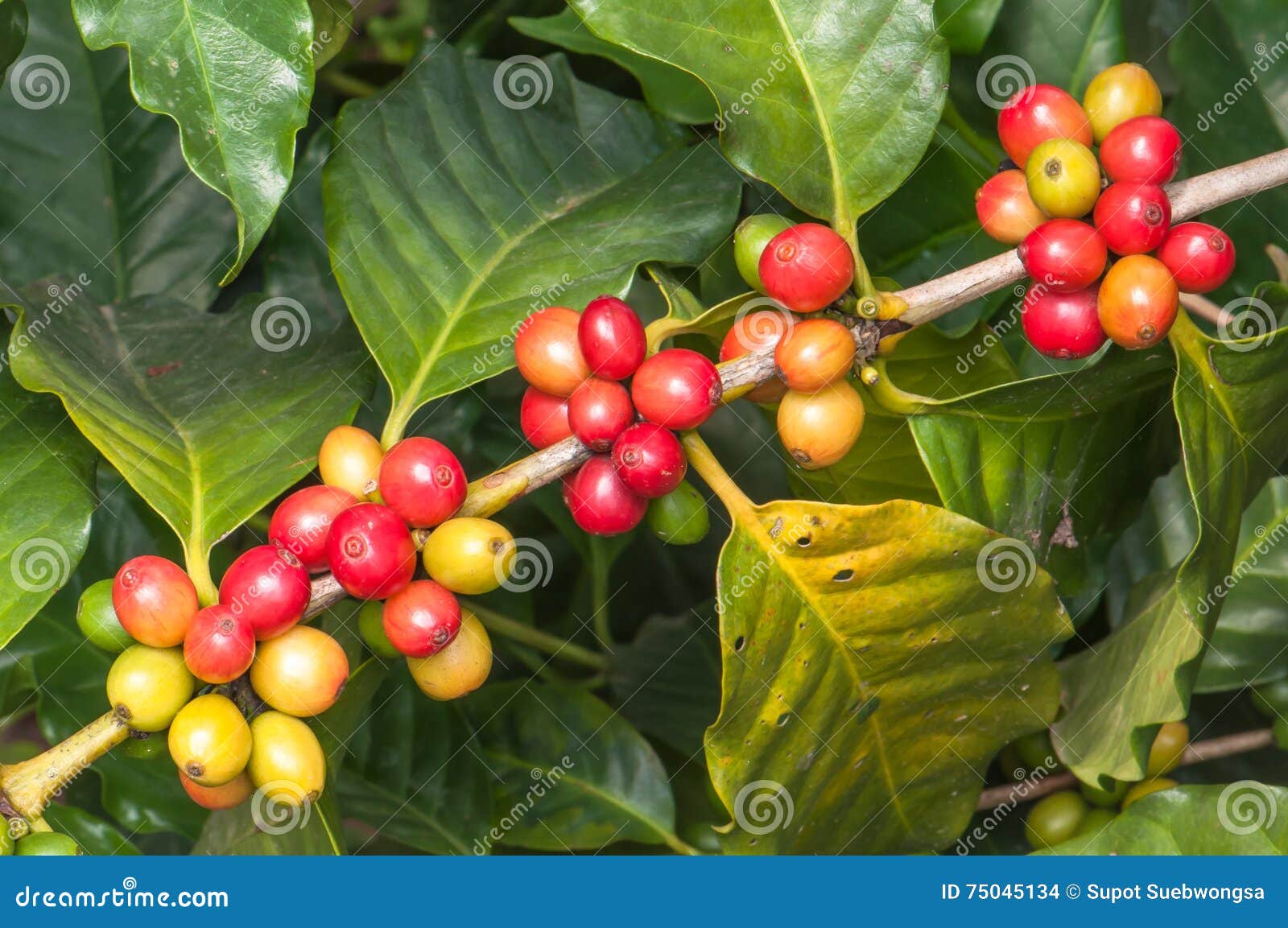 Closeup Ripe Coffee Crop on Tree Stock Photo - Image of beverage ...