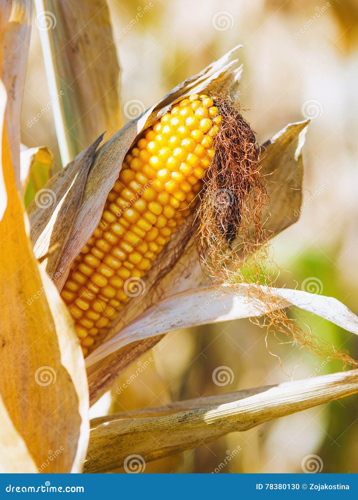 Closeup ripe corn stock photo. Image of environment, outdoors - 78380130