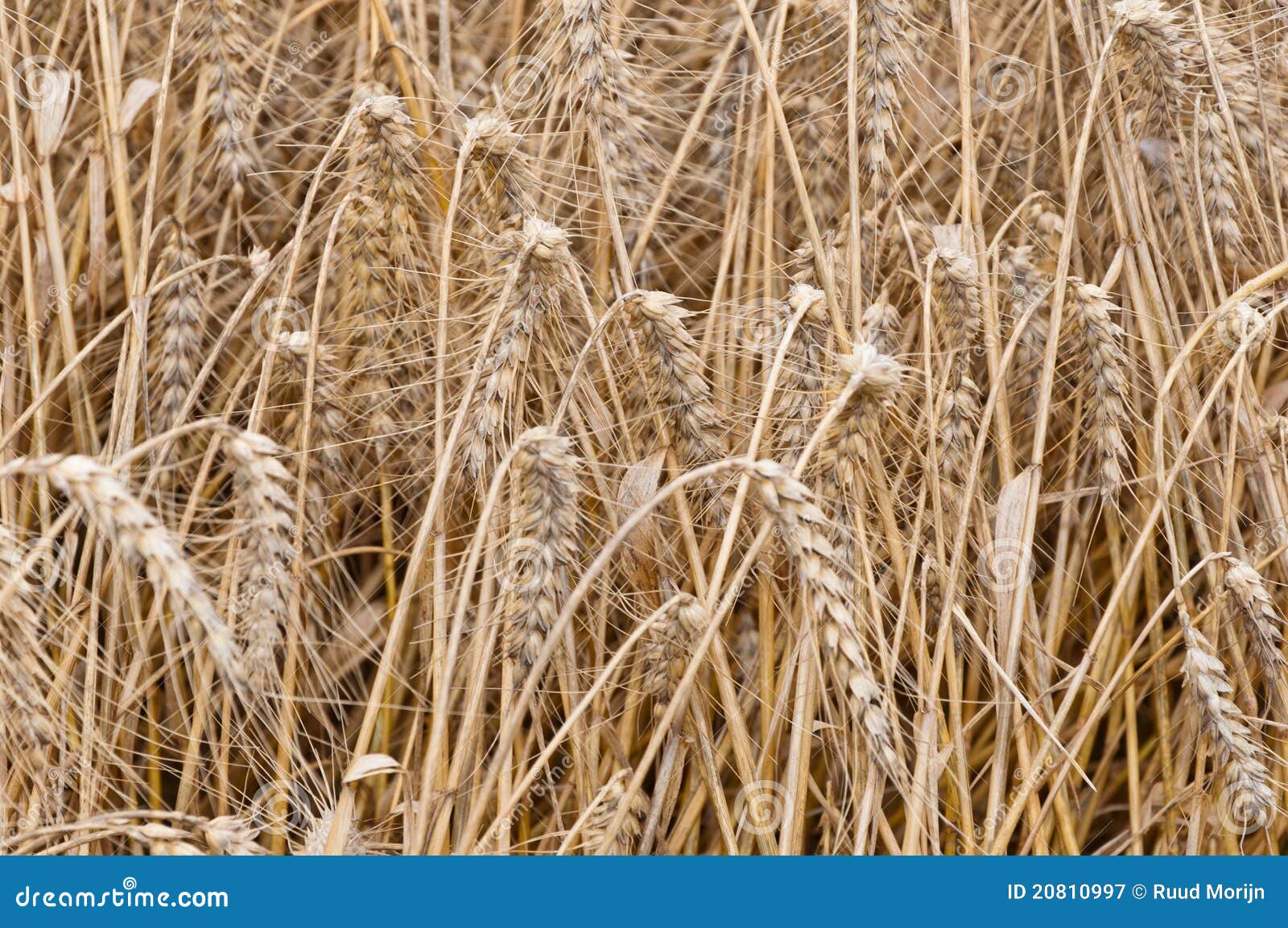 Closeup of a Ripe Cornfield before Harvesting Stock Image - Image of ...