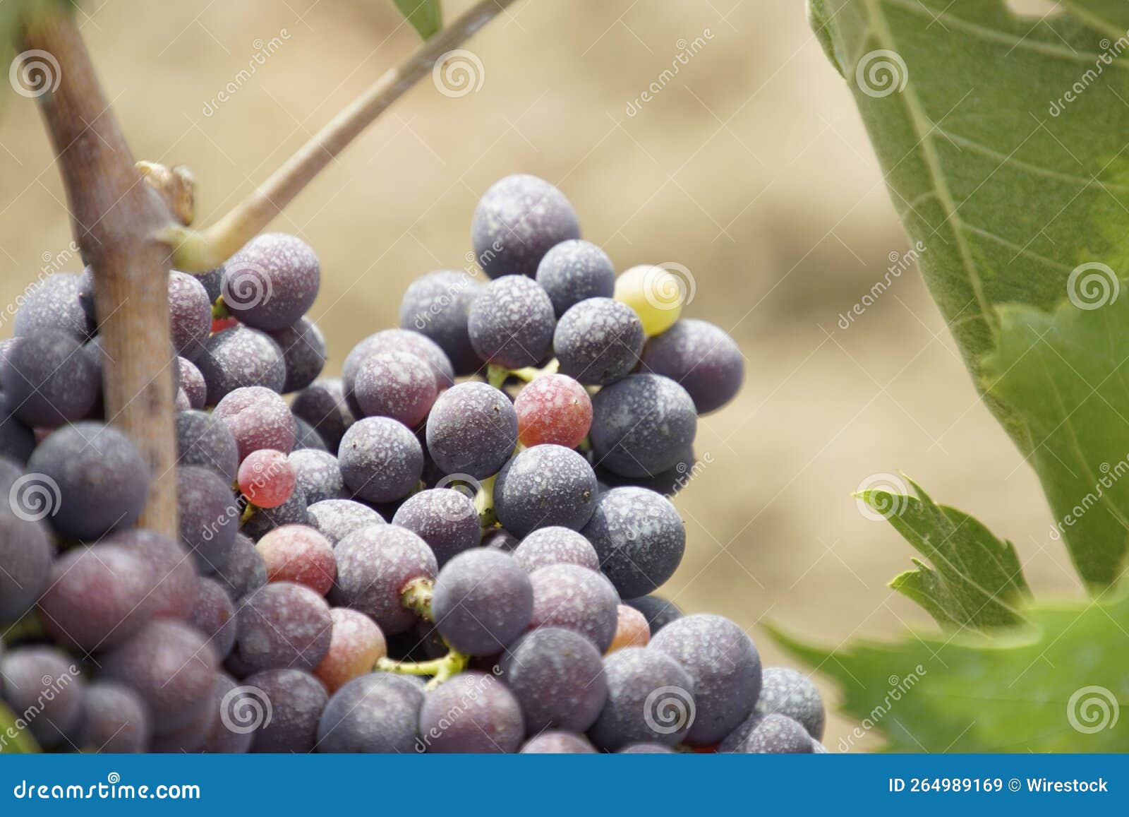 Closeup of Ripe Grapes on the Vines Stock Image - Image of summer, food ...