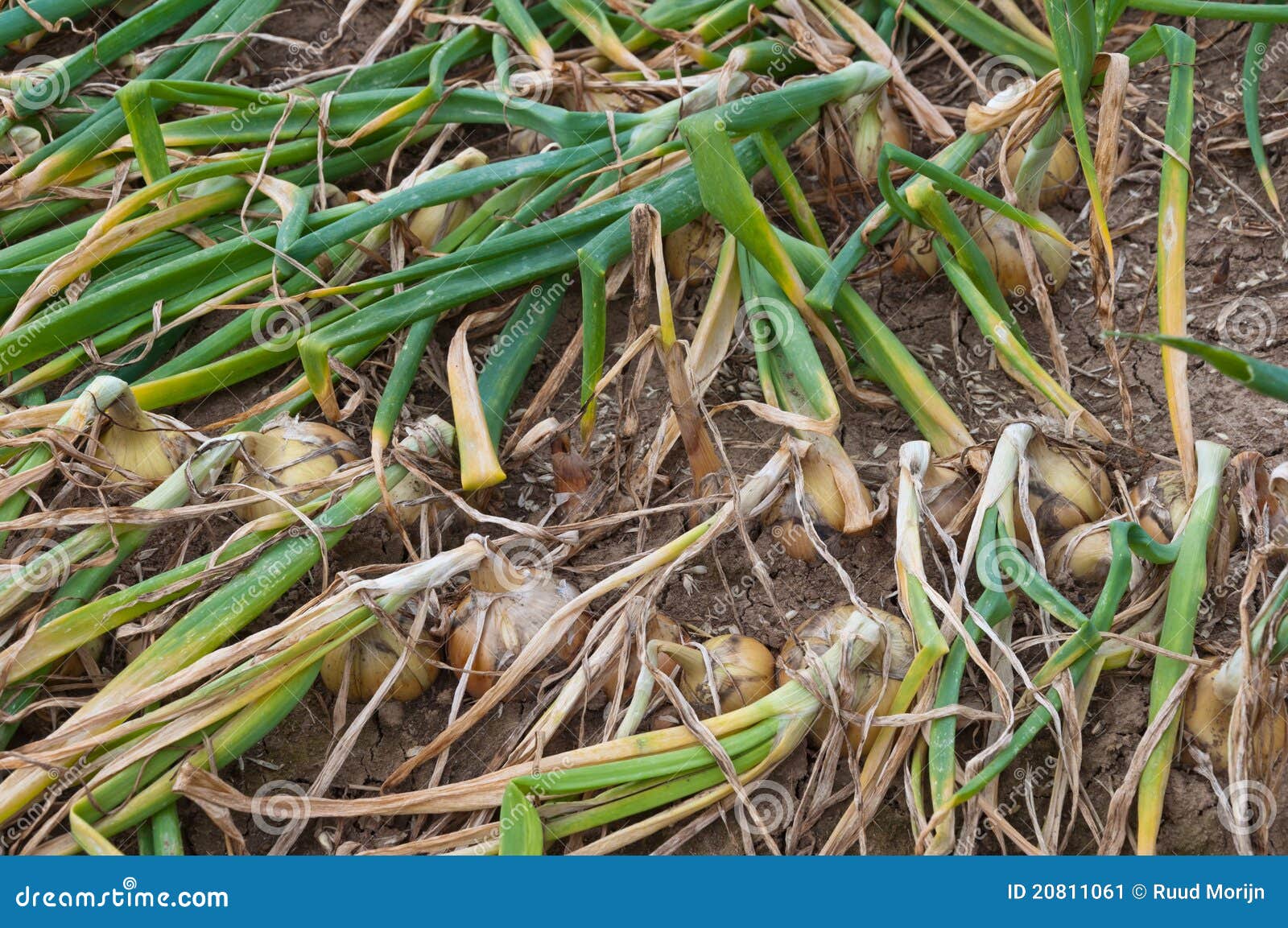 Closeup of Ripe Onions Waiting for the Harvest Stock Image - Image of ...
