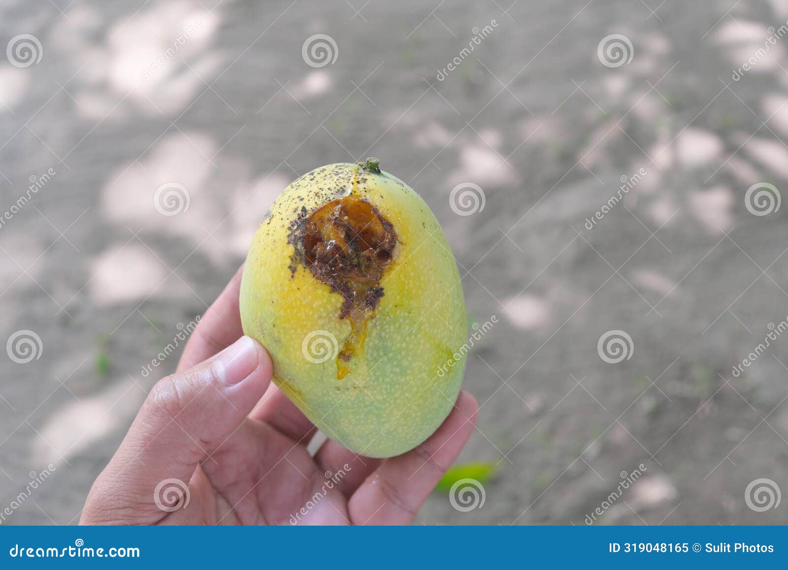Closeup of Ripe Philippine Mango Damaged by Fruit Fly. Stock Image ...