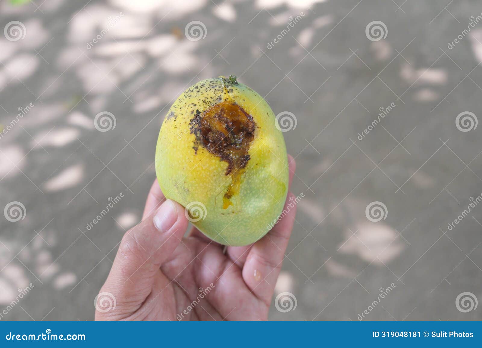 Closeup of Ripe Philippine Mango Damaged by Fruit Fly. Stock Image ...