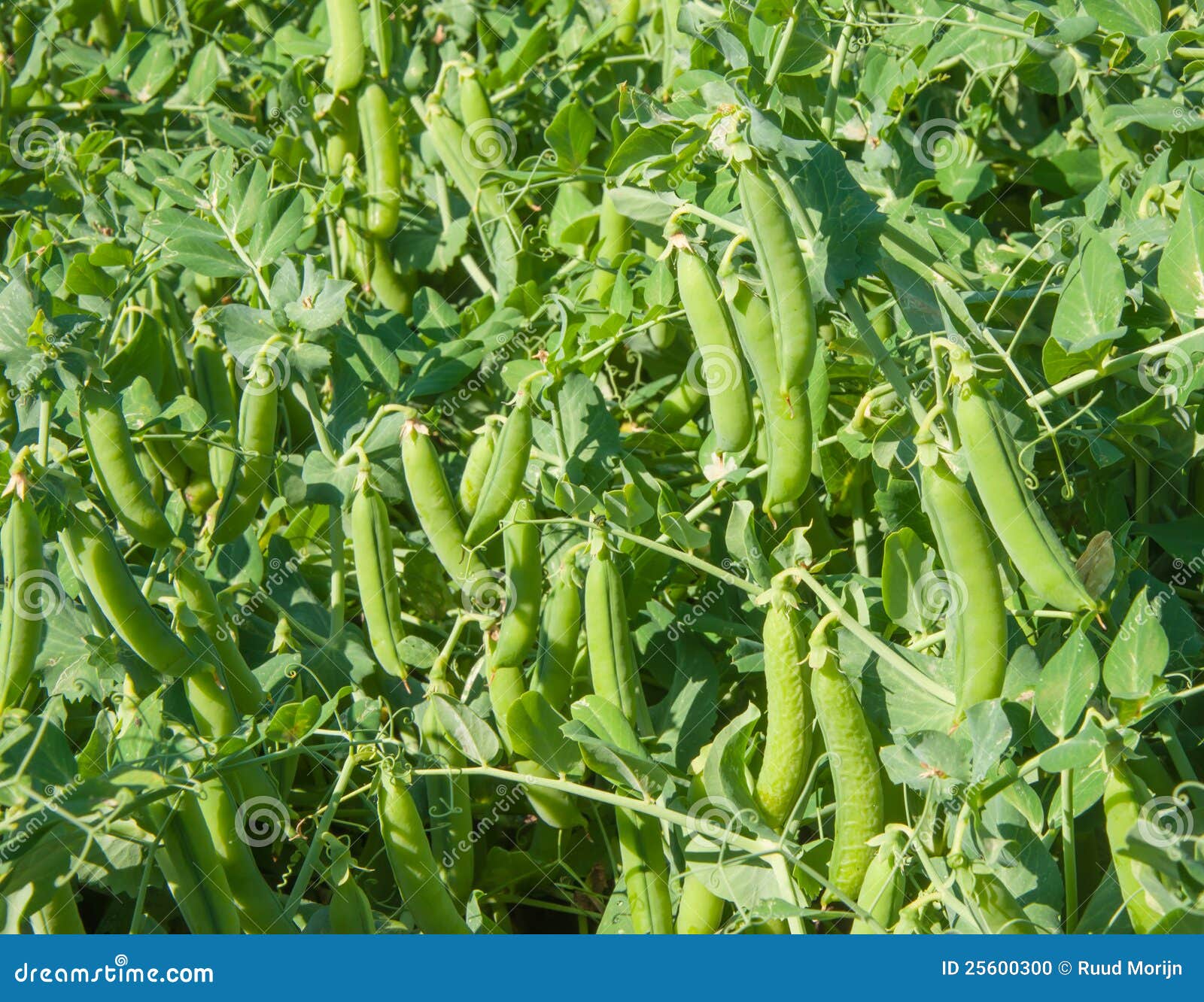 Closeup of Ripe Pods with Garden Peas Stock Photo - Image of healthy ...
