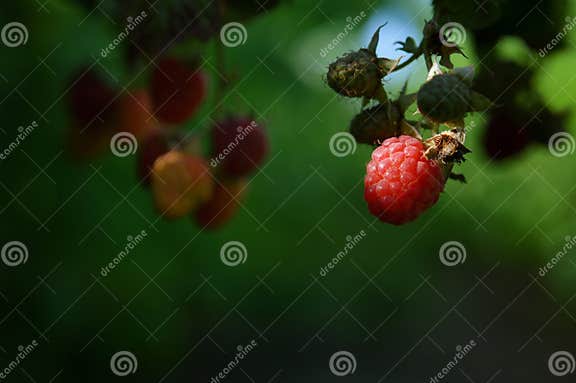 Closeup ripe raspberry stock photo. Image of plant, fruit - 328801518