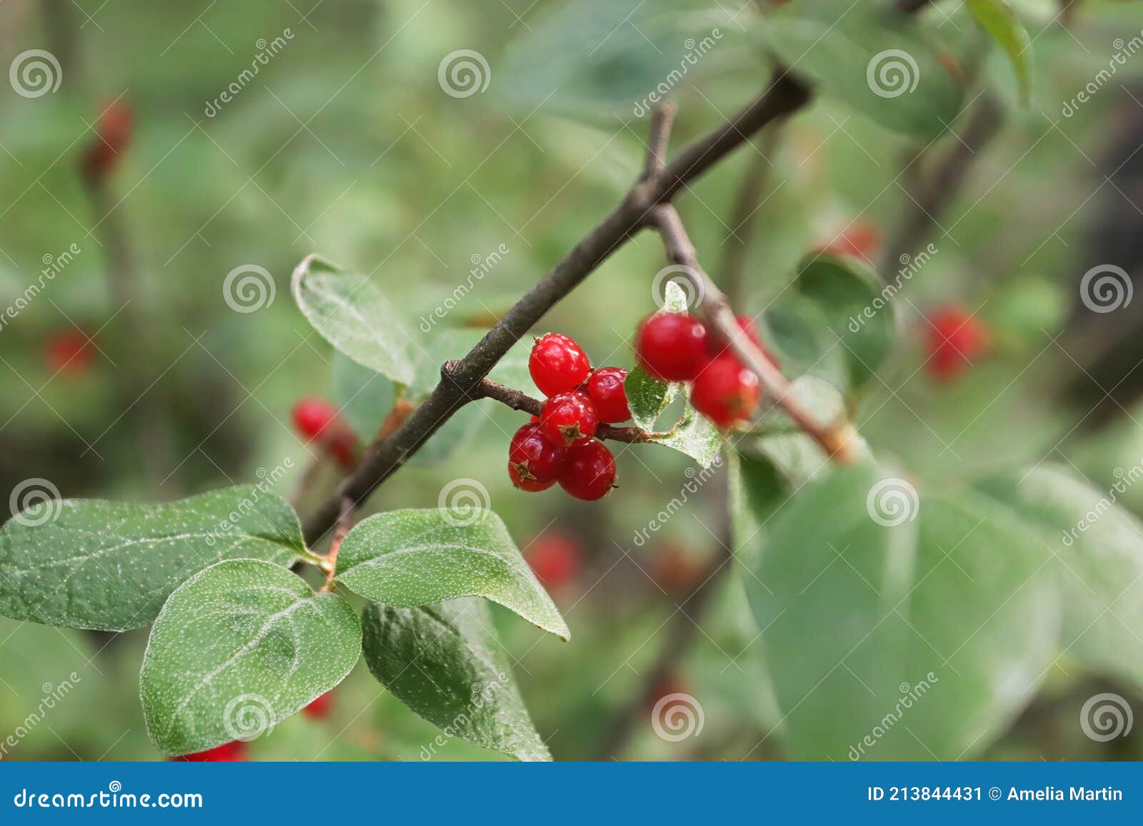 Closeup of Ripe Red Buffaloberries on a Shrub Branch Stock Image ...