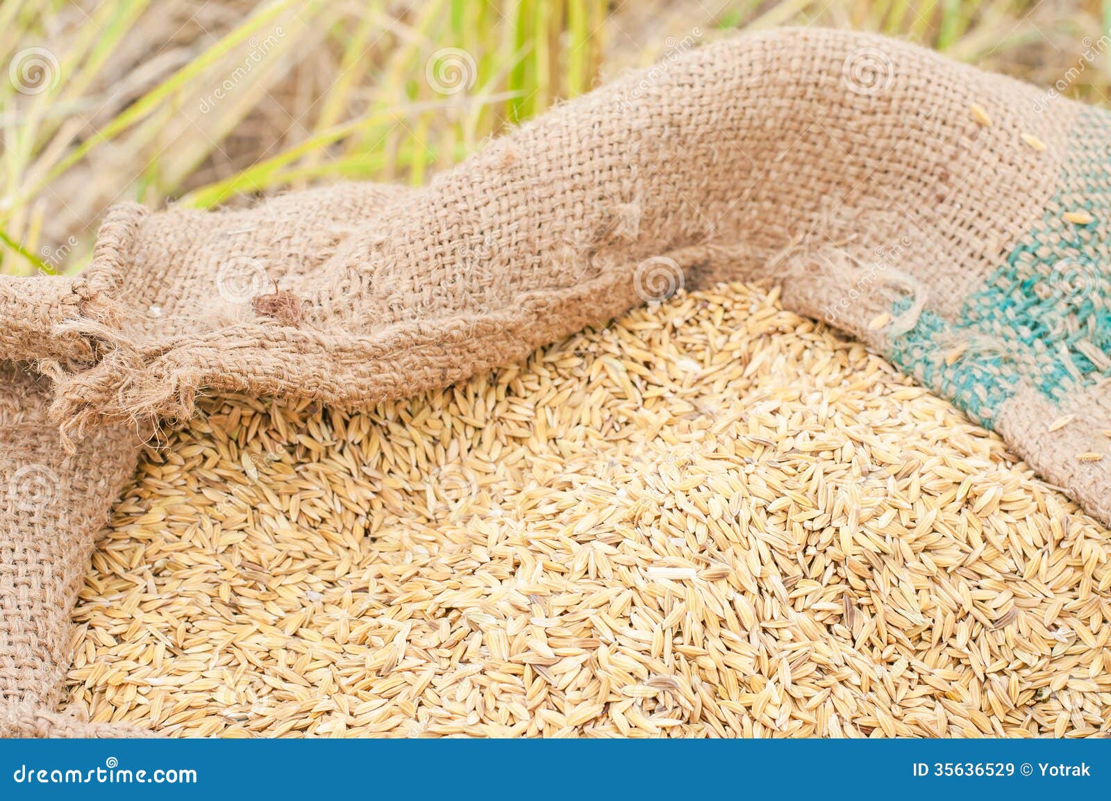 Closeup ripe rice stock image. Image of agriculture, grain - 35636529
