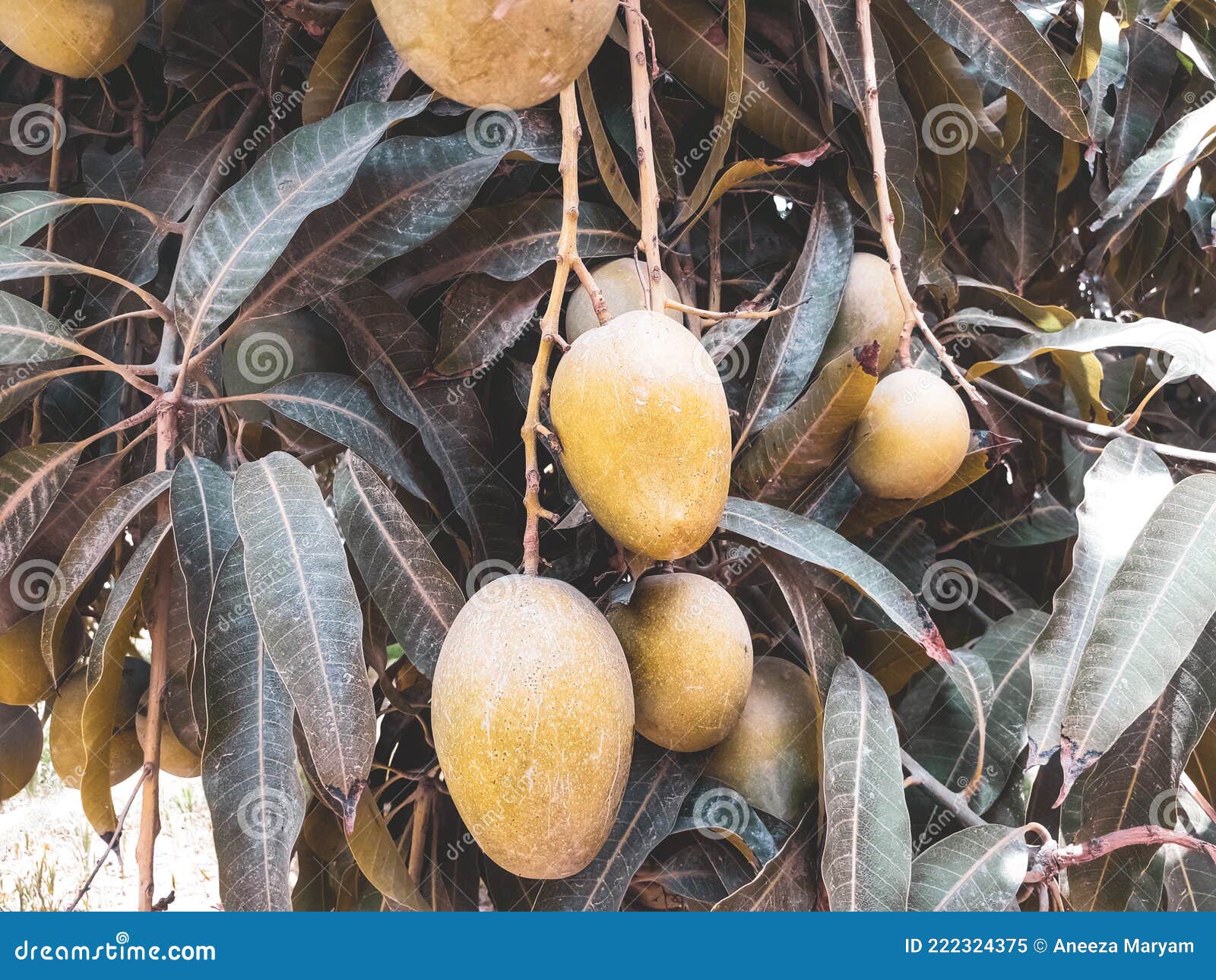 Mangoes Tree And Mangoes Flowers In Madhubani Bihar India Stock Image ...