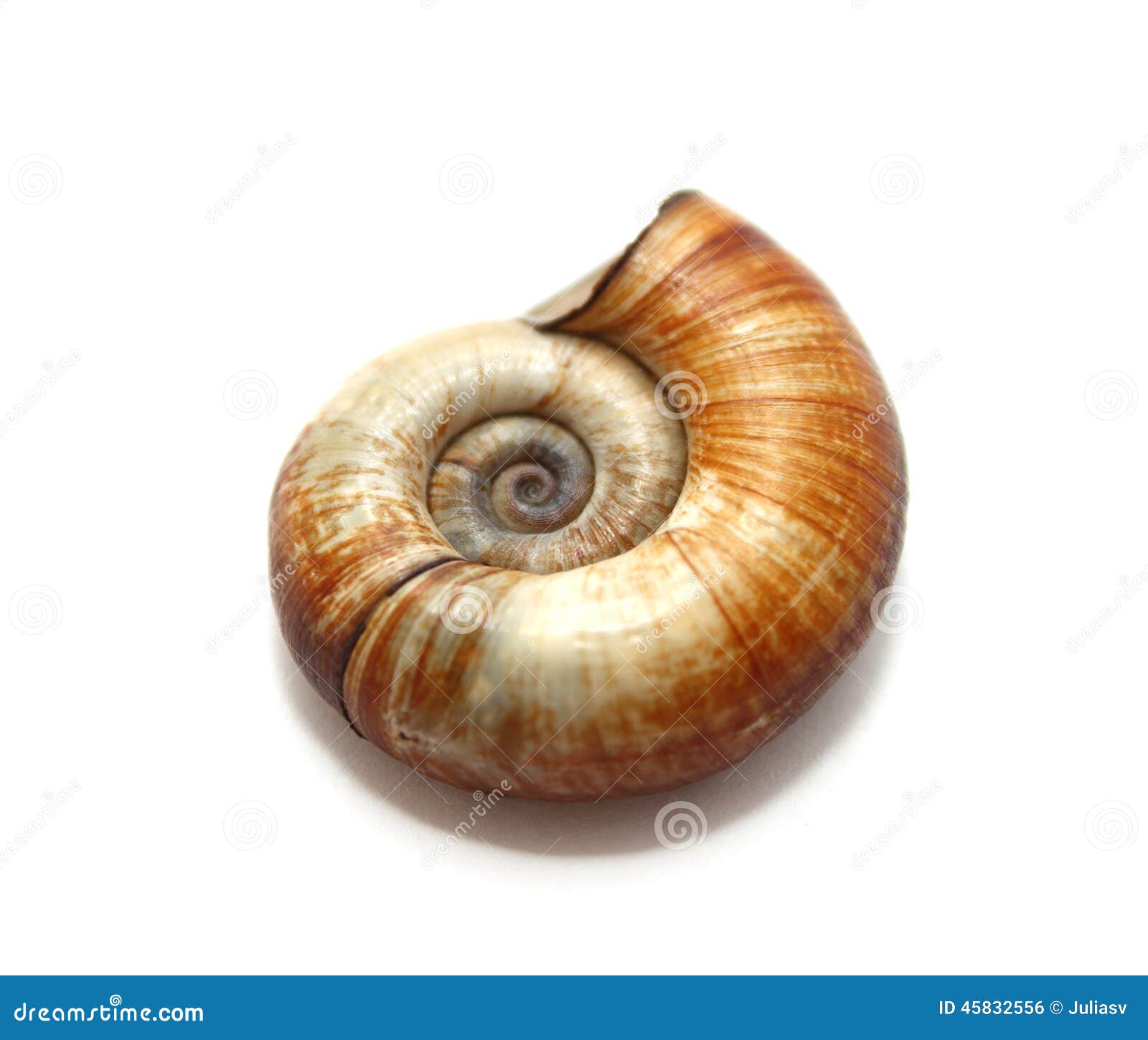 Closeup of River Shell Isolated on White Background Stock Photo - Image ...