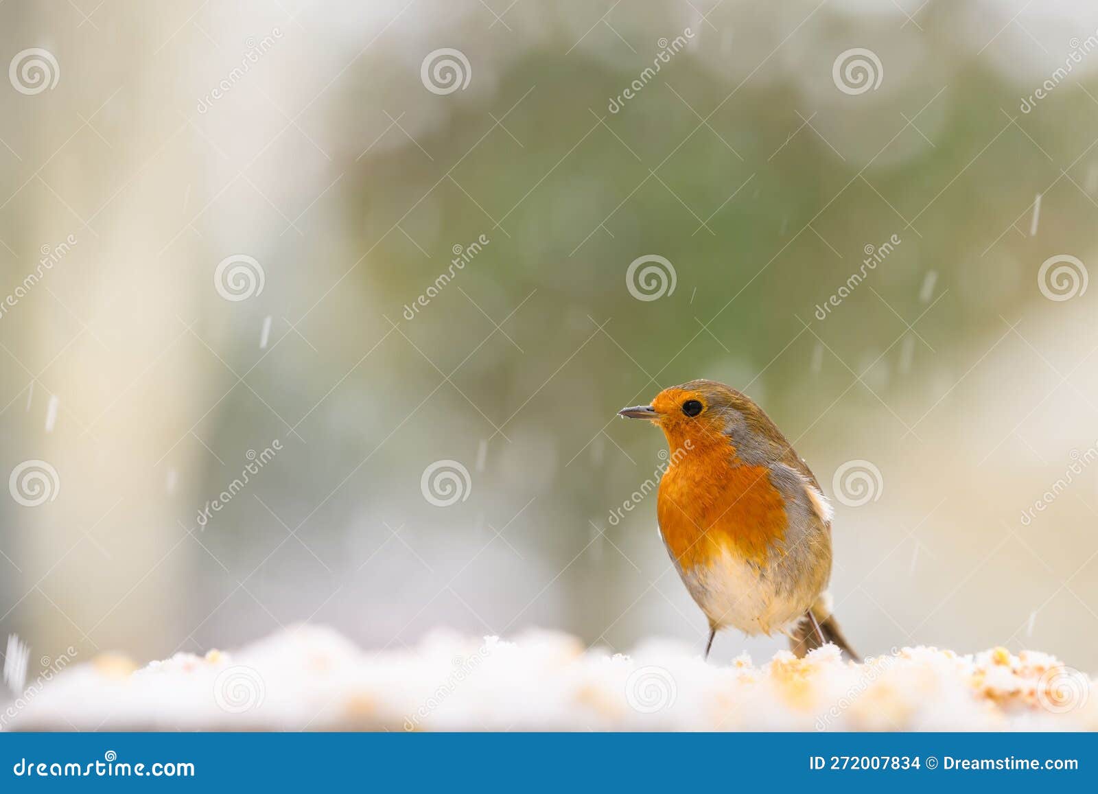 Closeup of a Robin Bird with Snow Falling Down on a Blurred Background ...