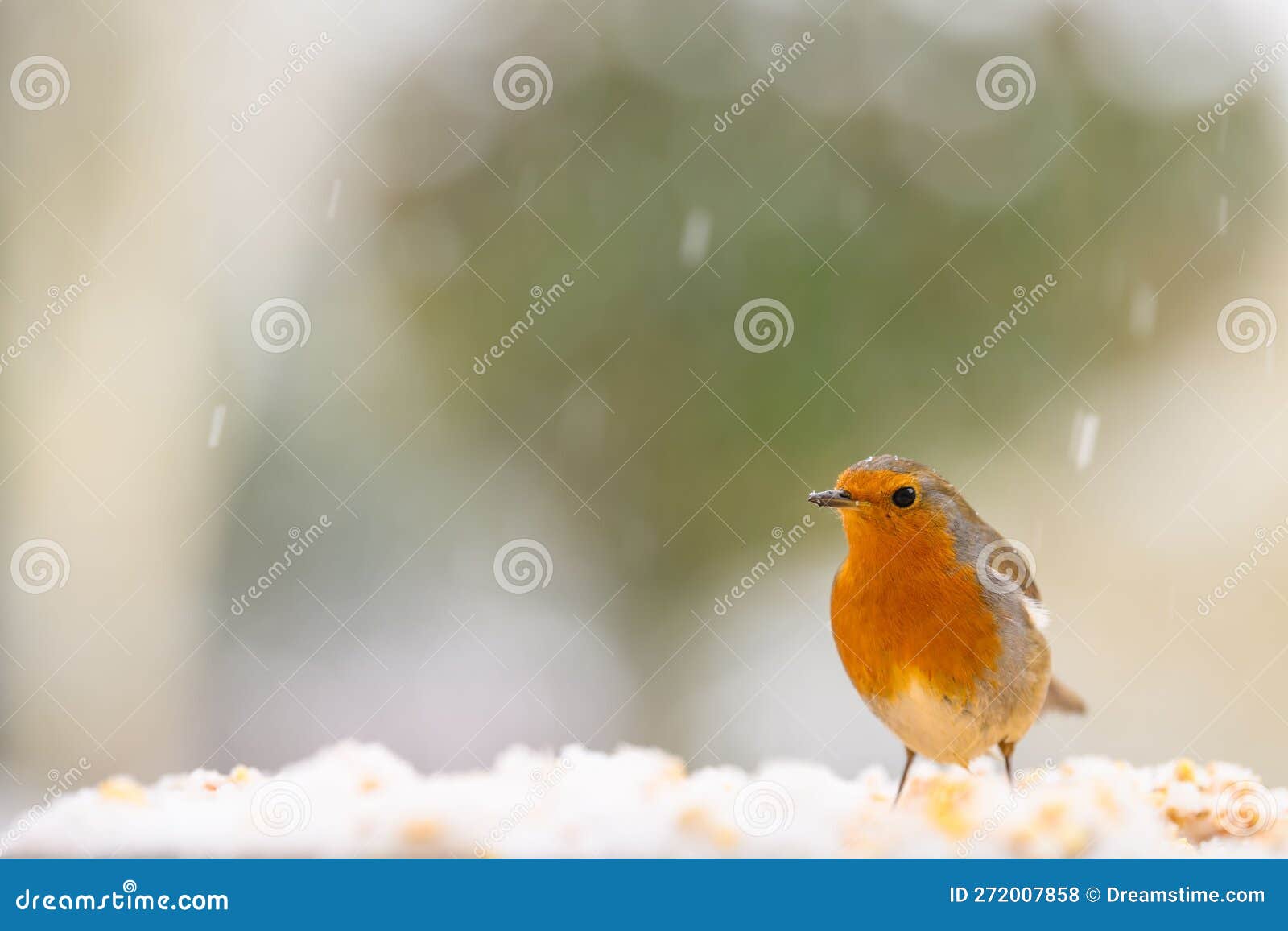 Closeup of a Robin Bird with Snow Falling Down on a Blurred Background ...