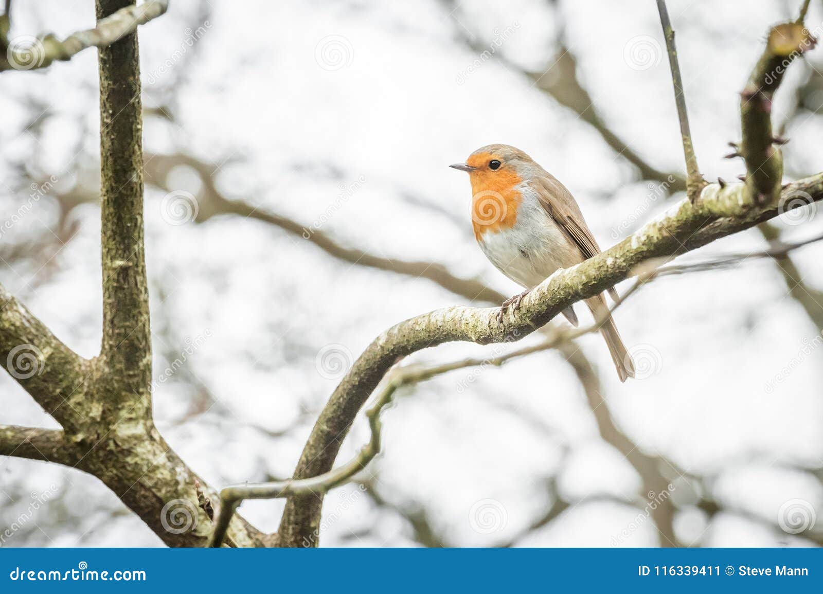 Closeup of a robin stock image. Image of feathers, feathered - 116339411