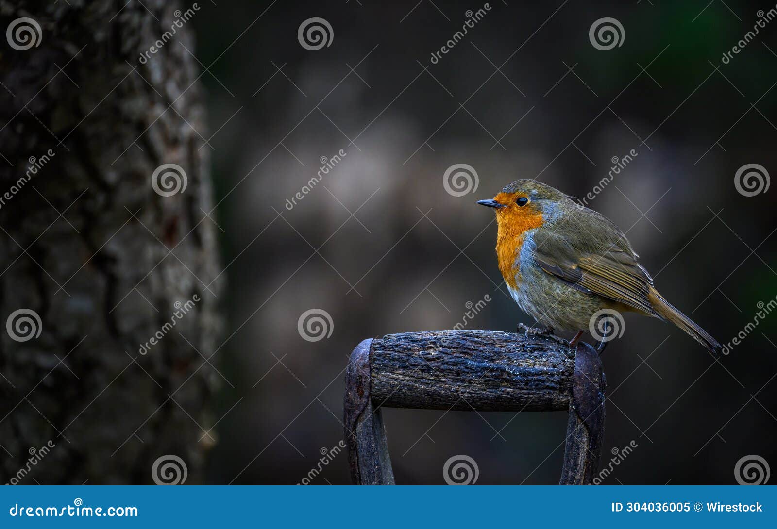 Closeup of a Robin Perched on a Spade Handle Stock Image - Image of ...