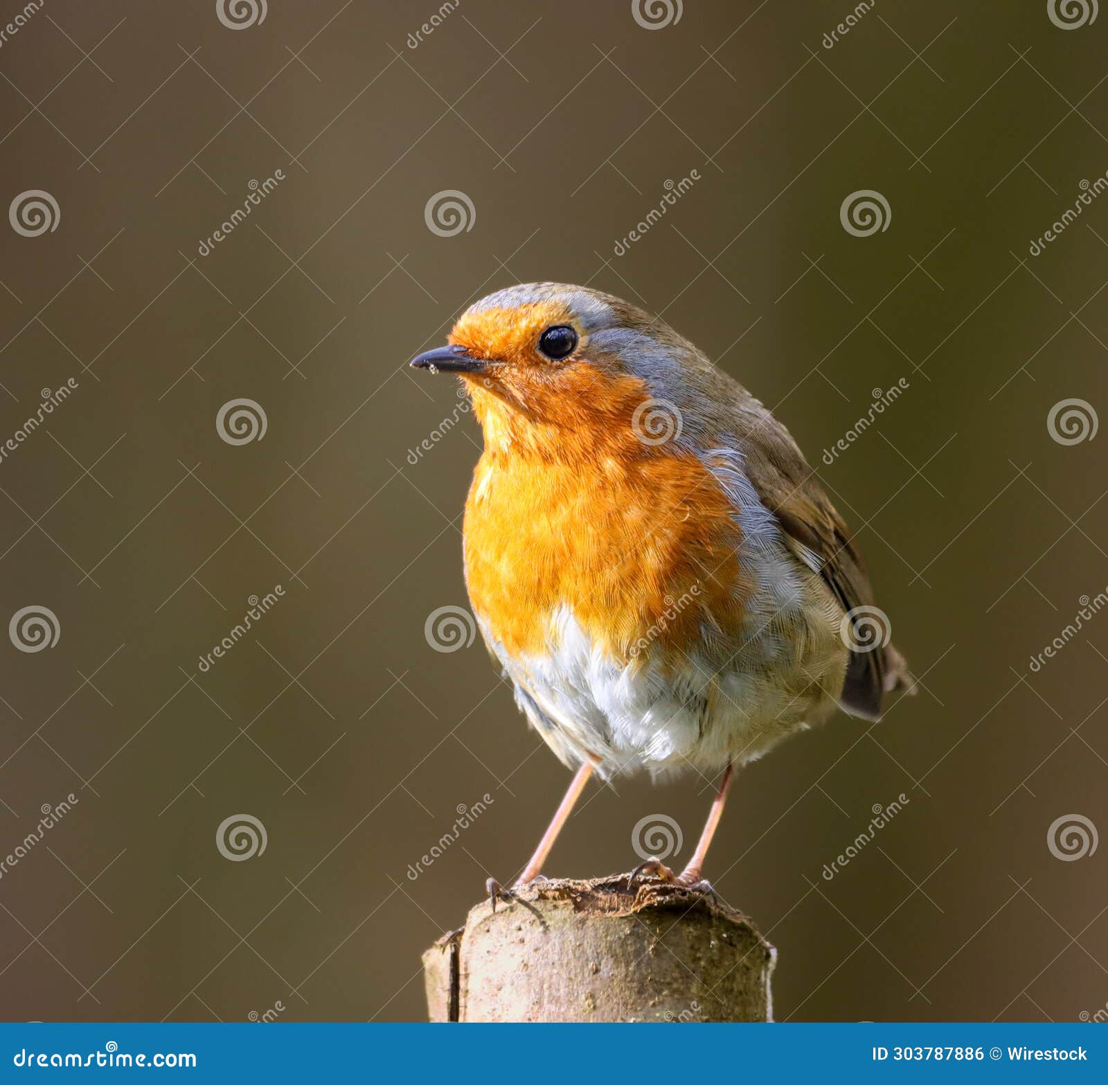 Closeup of a Robin Perched on a Wooden Pillar Stock Photo - Image of ...