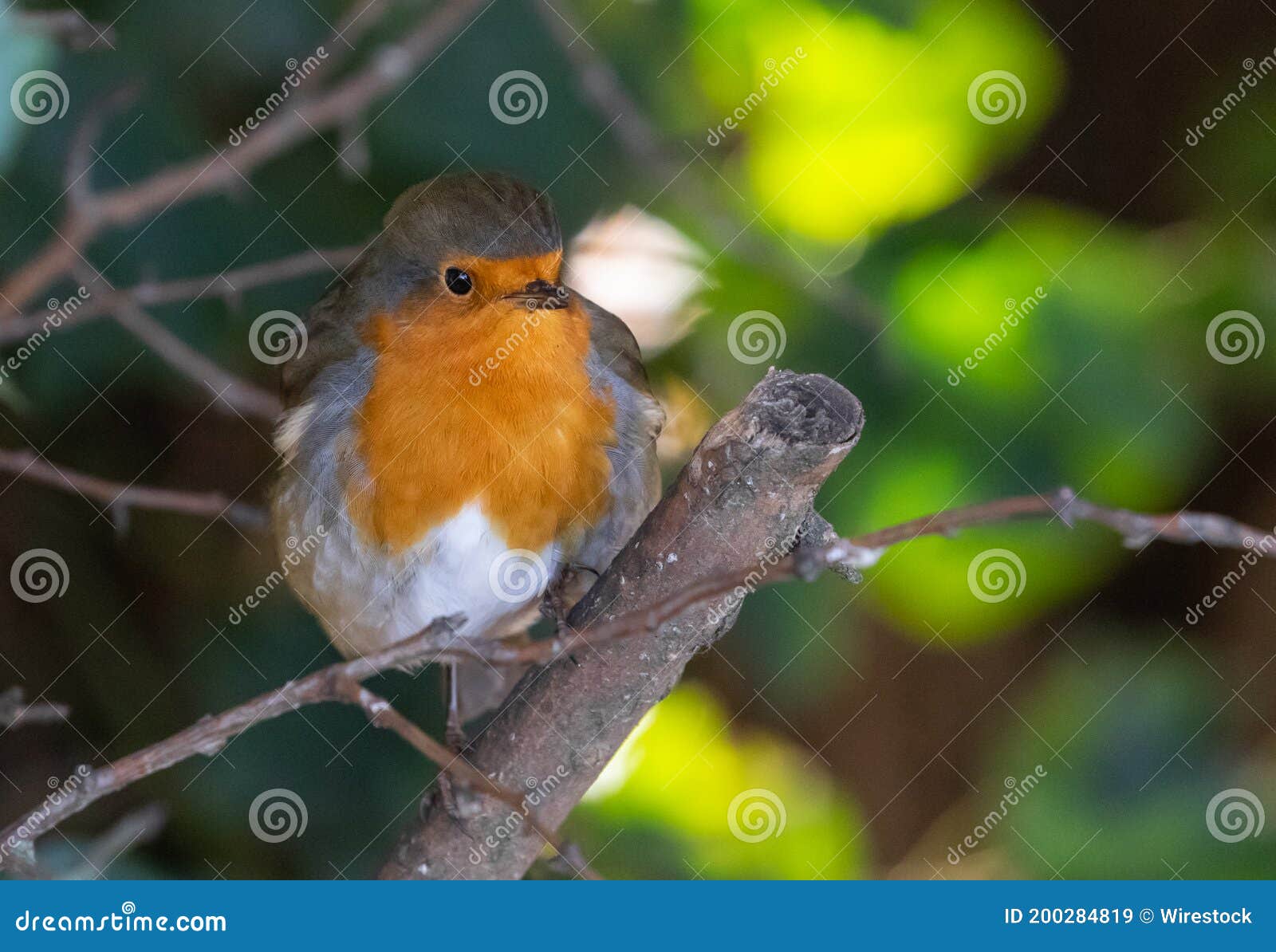 Closeup of a Robin Redbreast on a Tree Branch during Daylight Stock ...