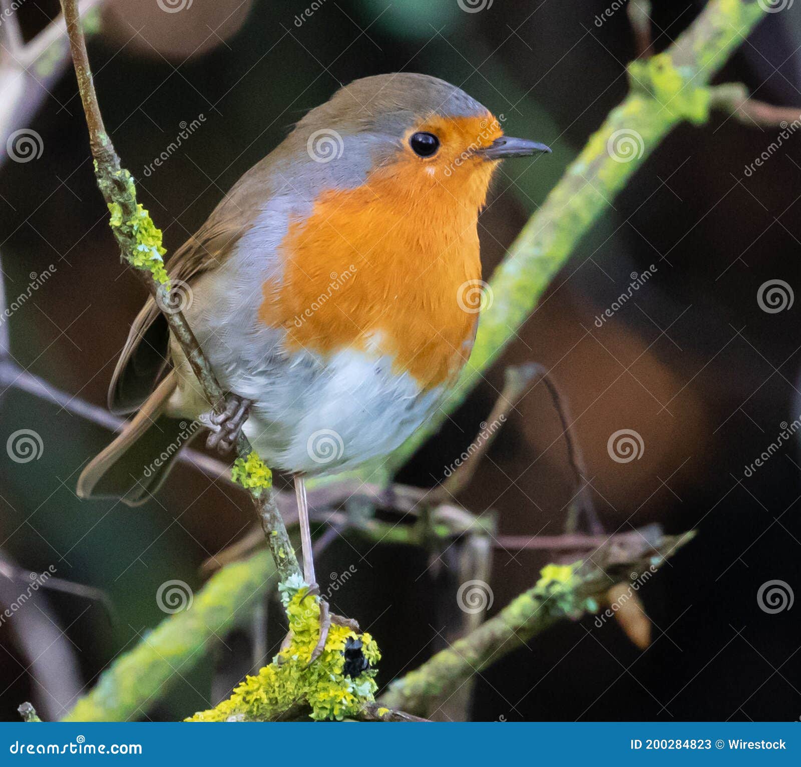 Closeup of a Robin Redbreast on a Tree Branch during Daylight Stock ...