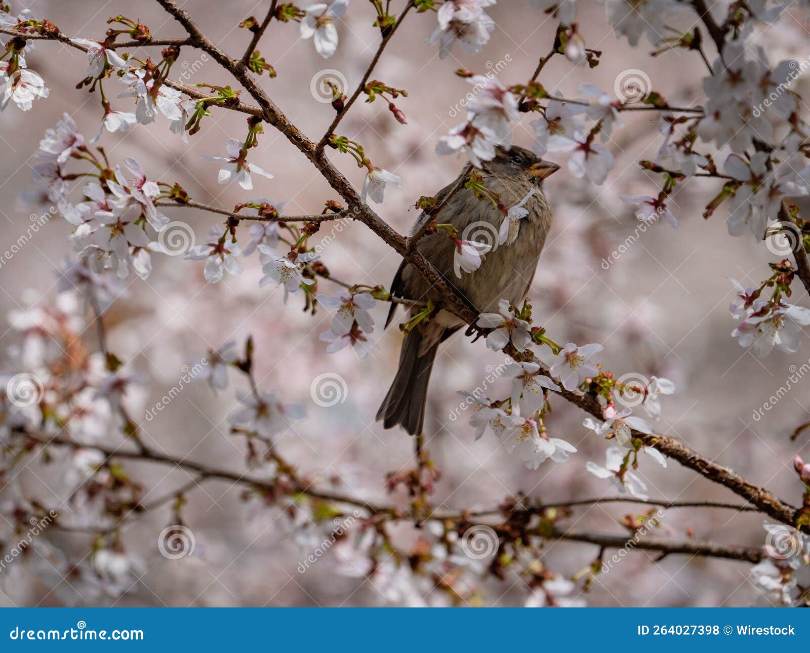Closeup of a Robin Sitting on a Blooming Tree Stock Photo - Image of ...