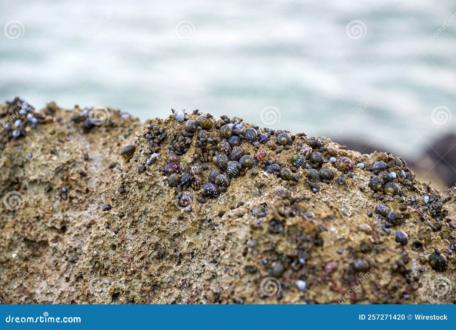 Closeup of a Rock with Small Seashells. Stock Photo - Image of coastal ...