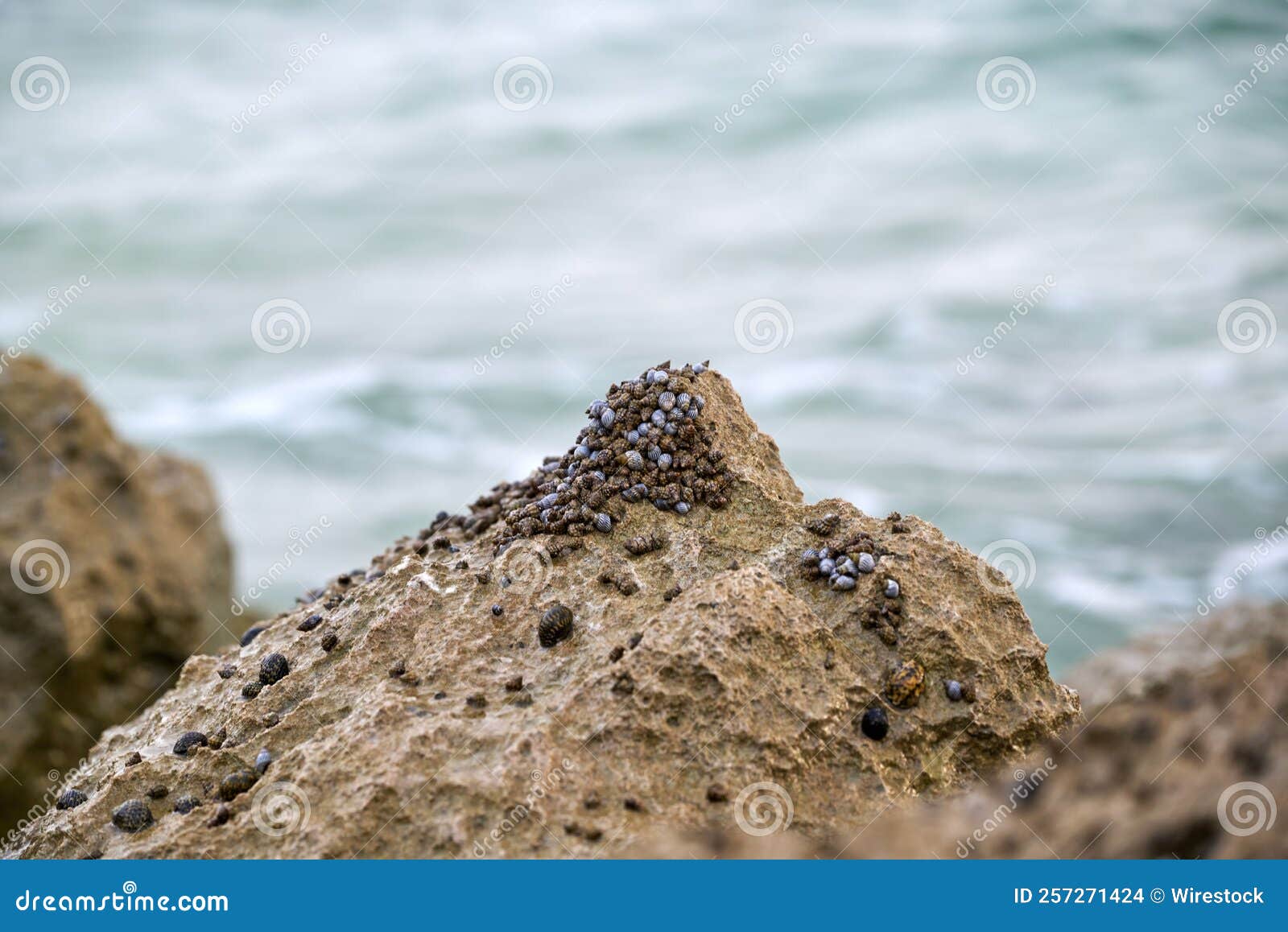 Closeup of a Rock with Small Seashells. Stock Photo - Image of mollusks ...